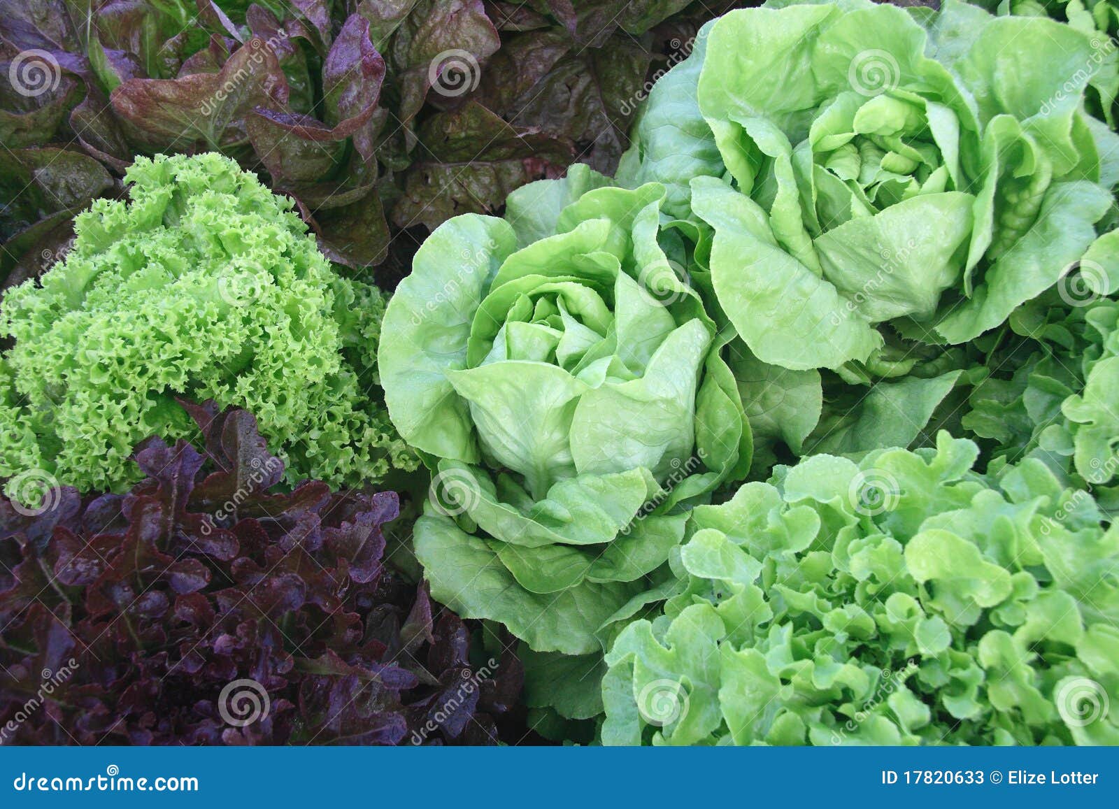 Variedad De Lechugas Orgánicas Imagen de archivo - Imagen de lechuga ...