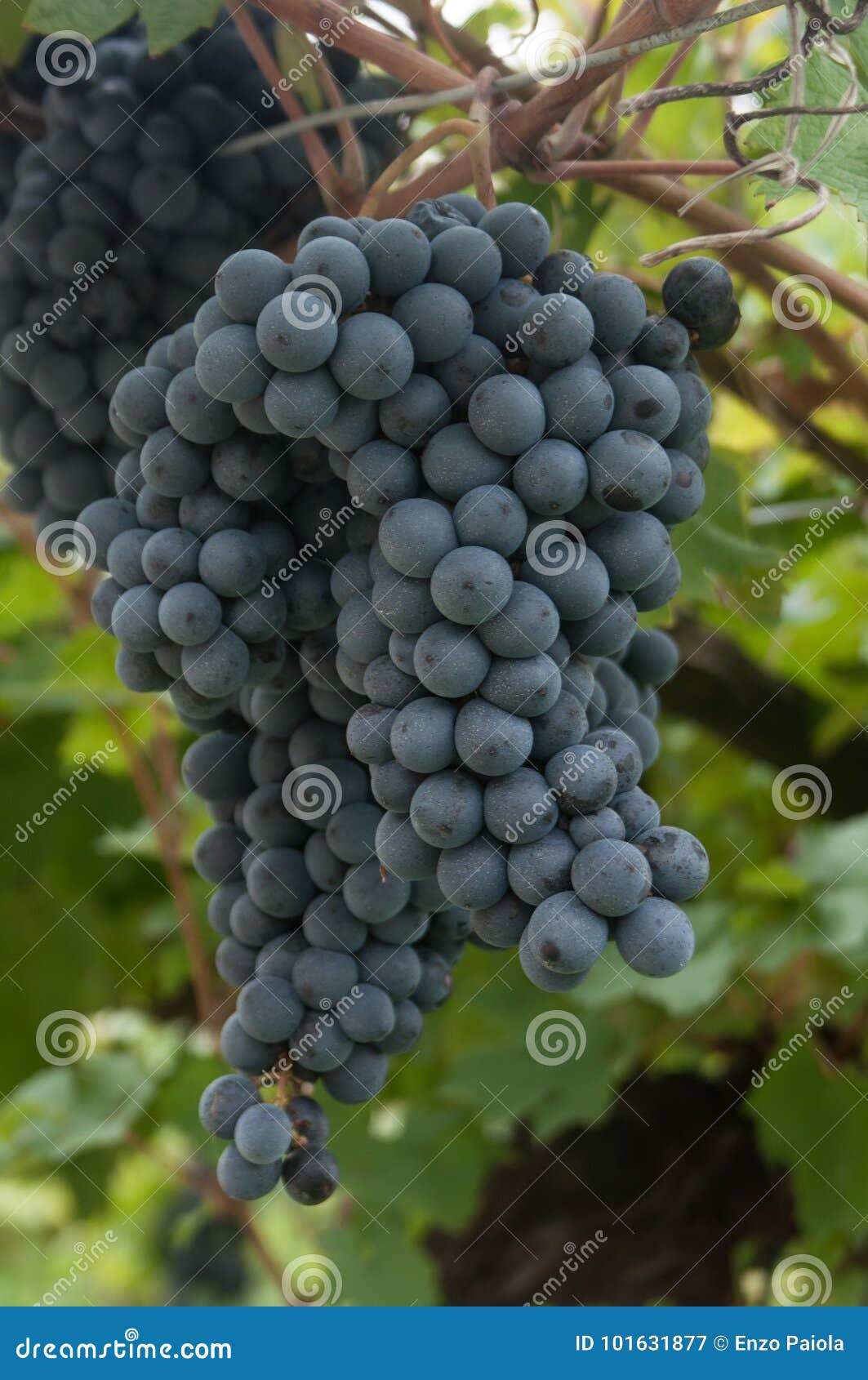 Variedad de uva negra imagen de archivo. Imagen de postre - 101631877