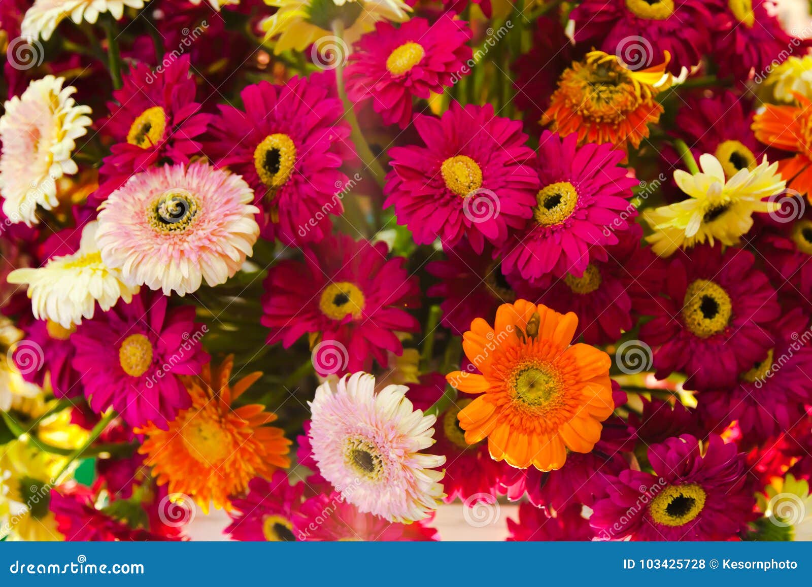 A Variedade Da Margarida Colorida E Tem Cores Bonitas Foto de Stock ...