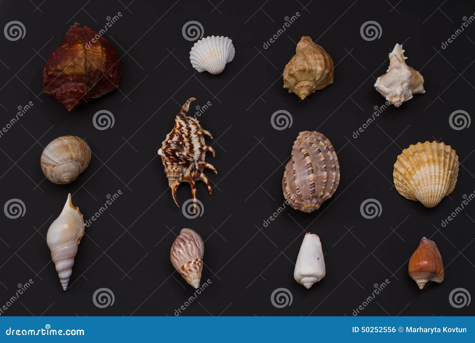 Variedade De Conchas Do Mar Foto de Stock - Imagem de caracol, isolado ...