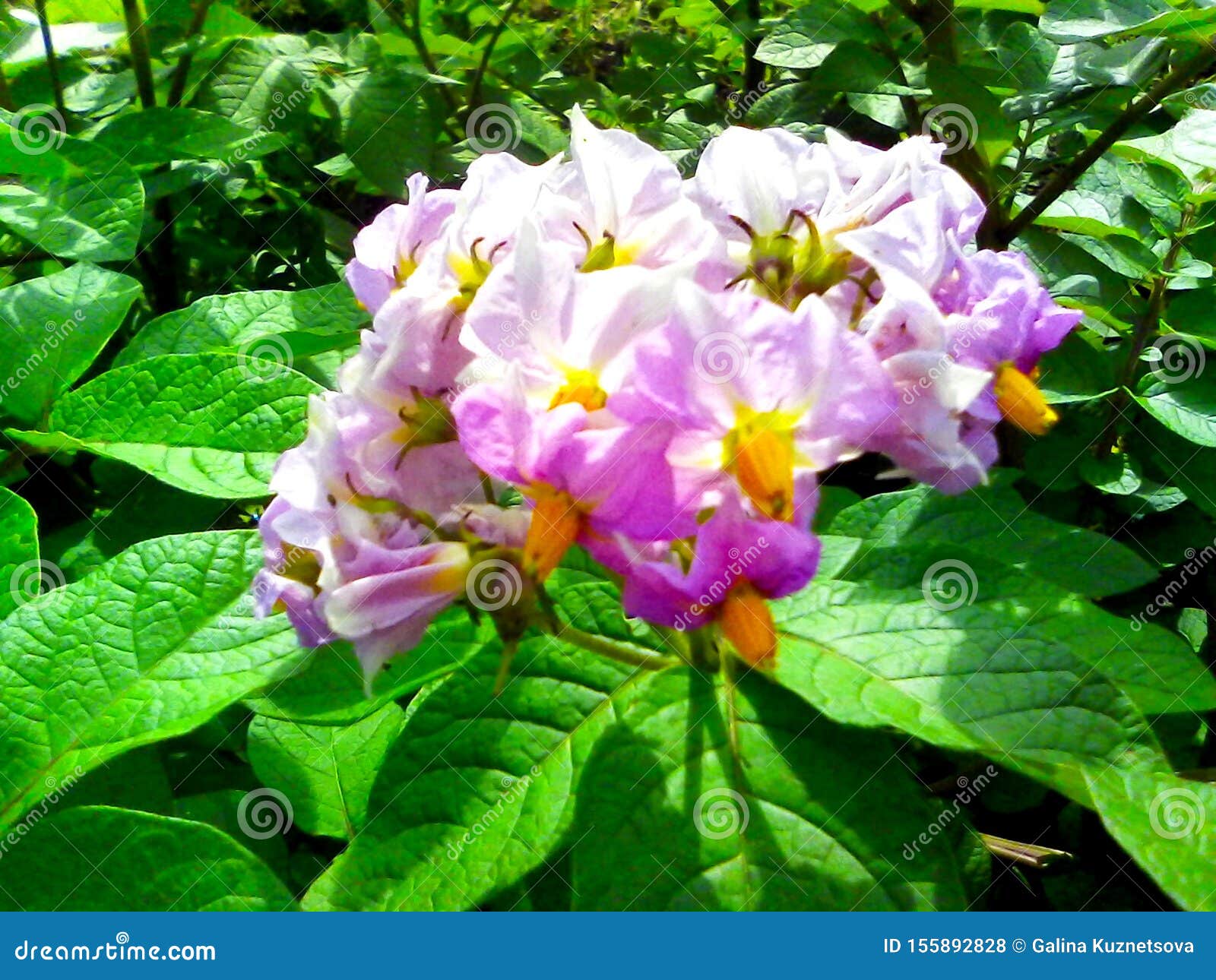 Variedade De Elite Da Flor Da Batata "manifesto" Foto de Stock - Imagem ...