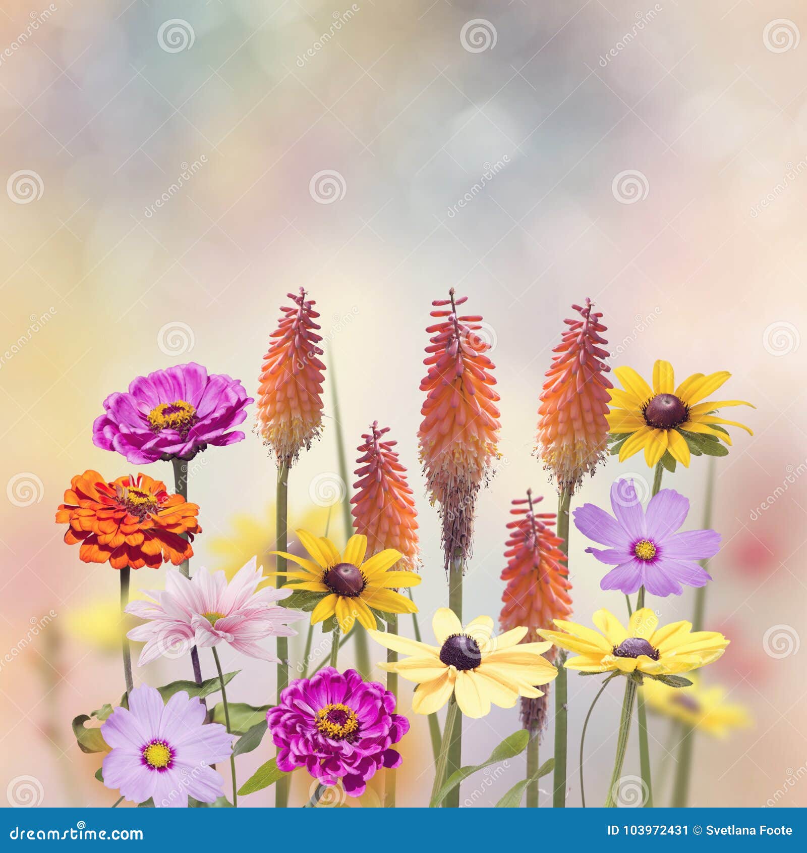 Variedade De Flores Coloridas Imagem de Stock - Imagem de pétala ...