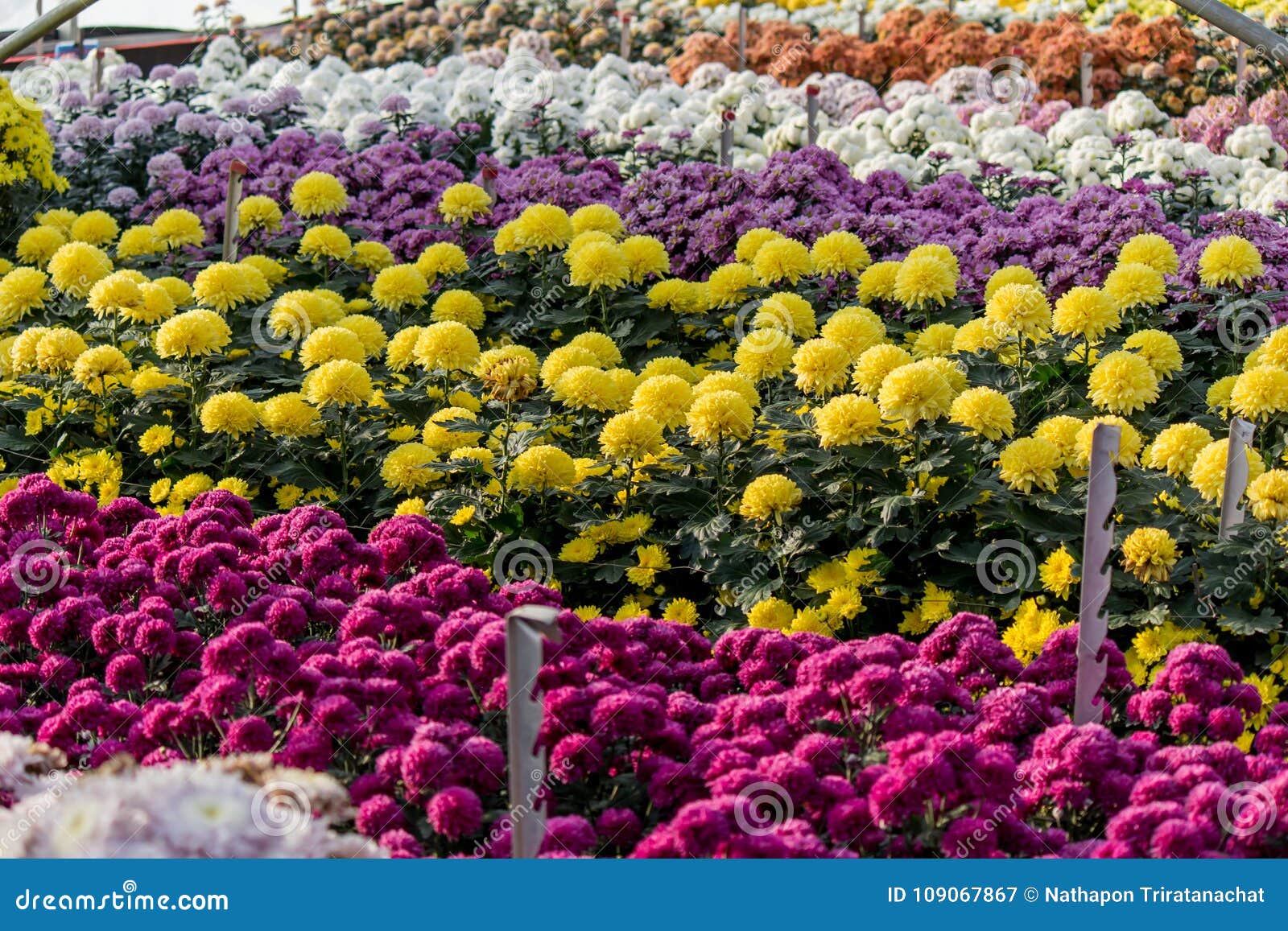 Variedades de crisantemos imagen de archivo. Imagen de plantas - 109067867