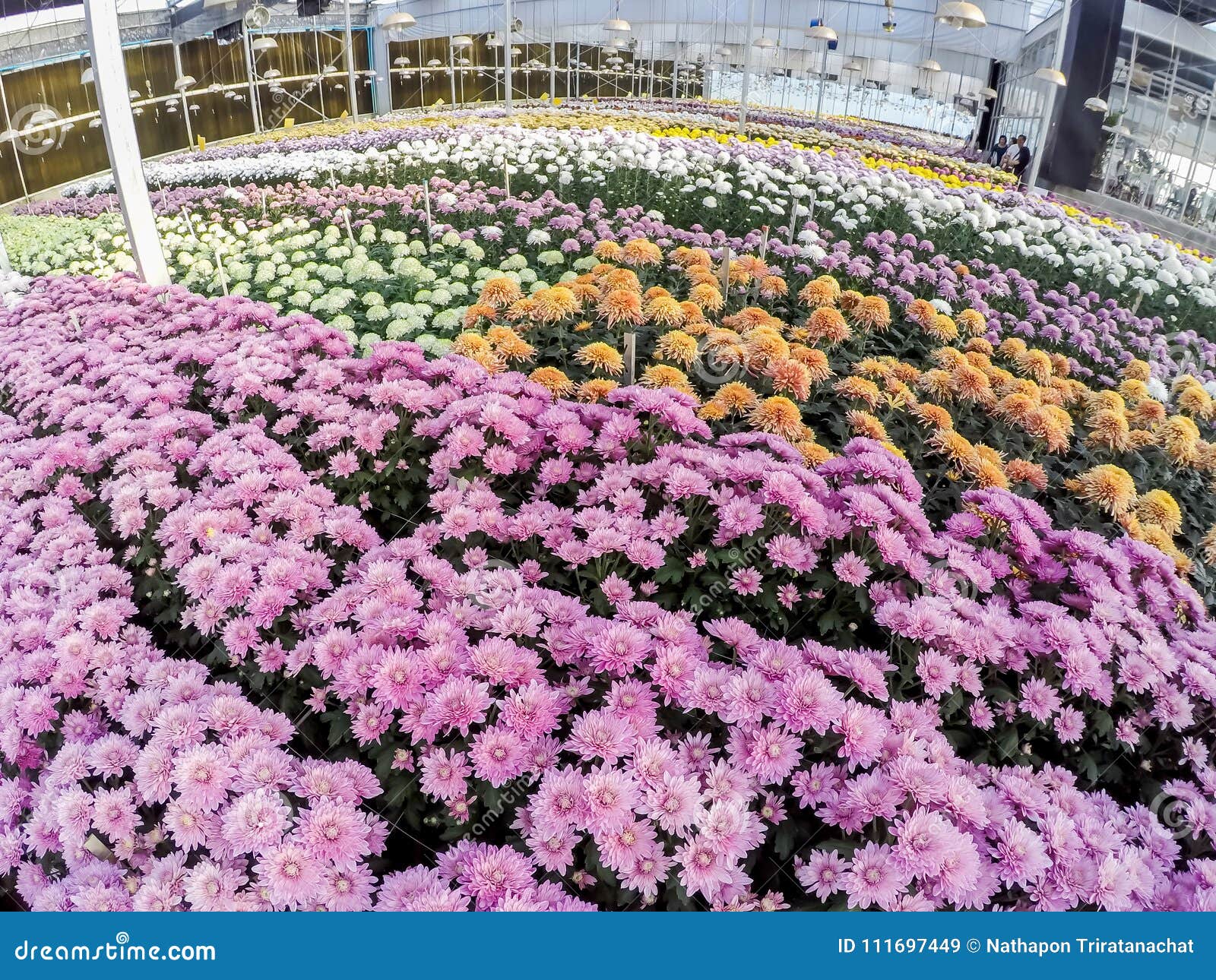 Variedades de crisantemos imagen de archivo. Imagen de colorido - 111697449