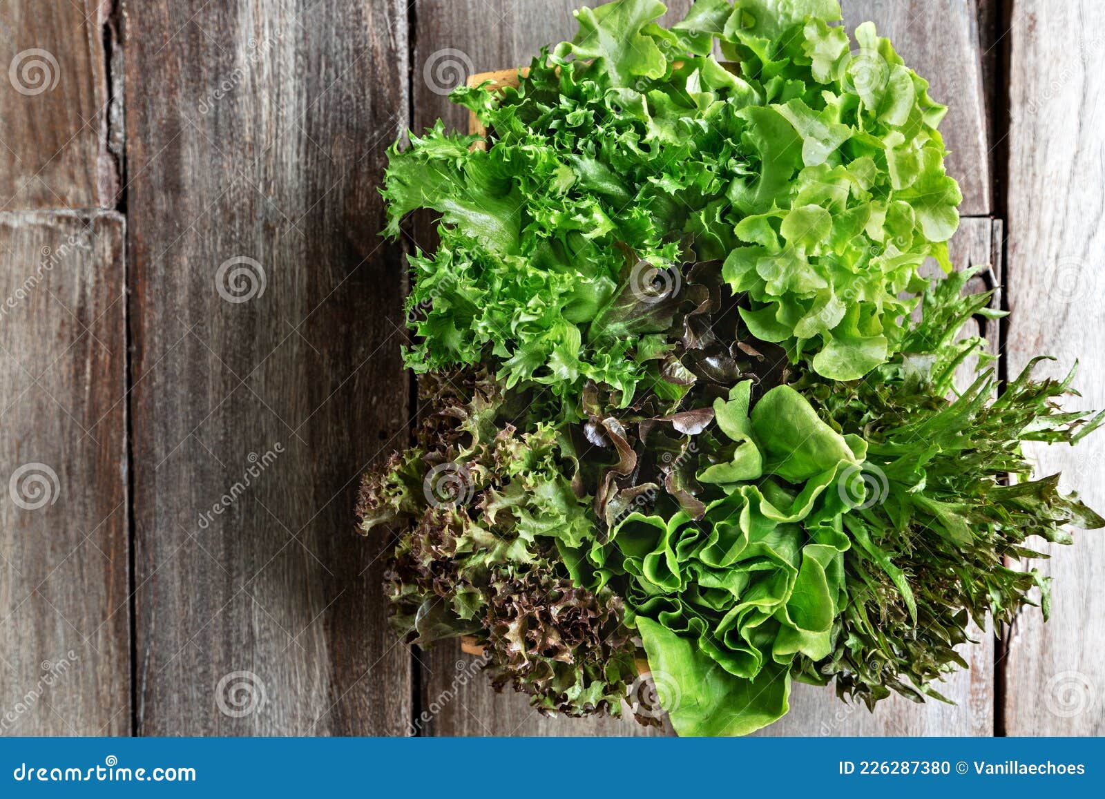 Variedades de lechuga foto de archivo. Imagen de crujiente - 226287380