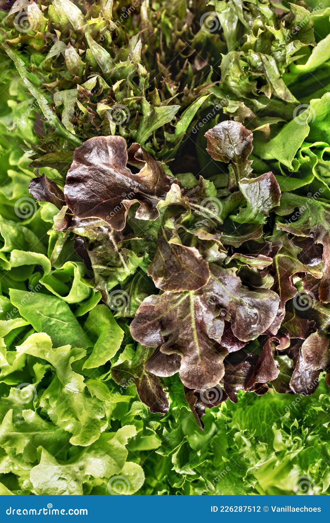 Variedades de lechuga foto de archivo. Imagen de planta - 226287512