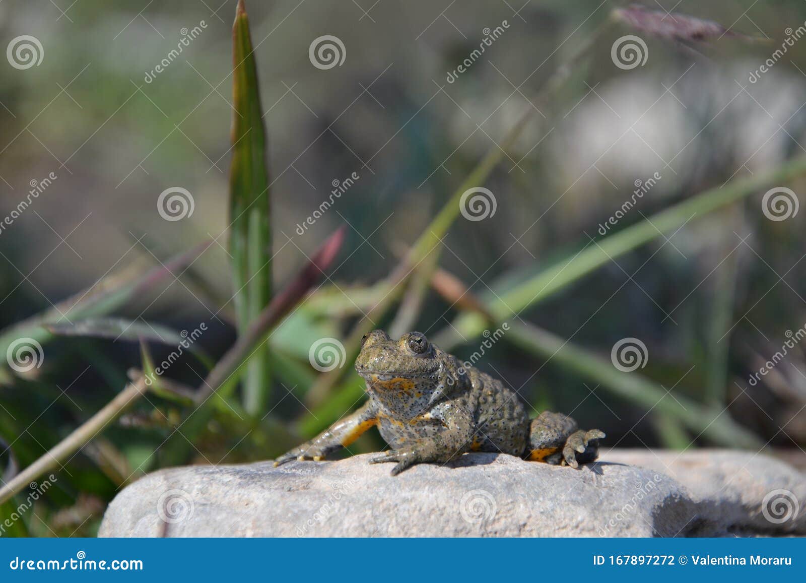 Variegata De La Toad Con Espino Amarillo Foto de archivo - Imagen de ...