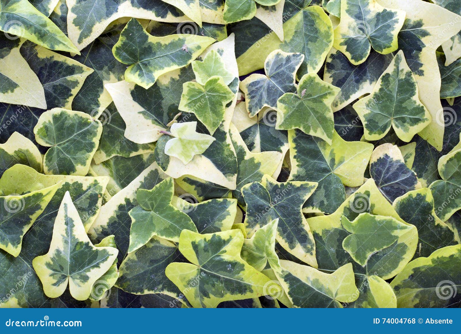 Variegata di hedera helix fotografia stock. Immagine di naughty - 74004768