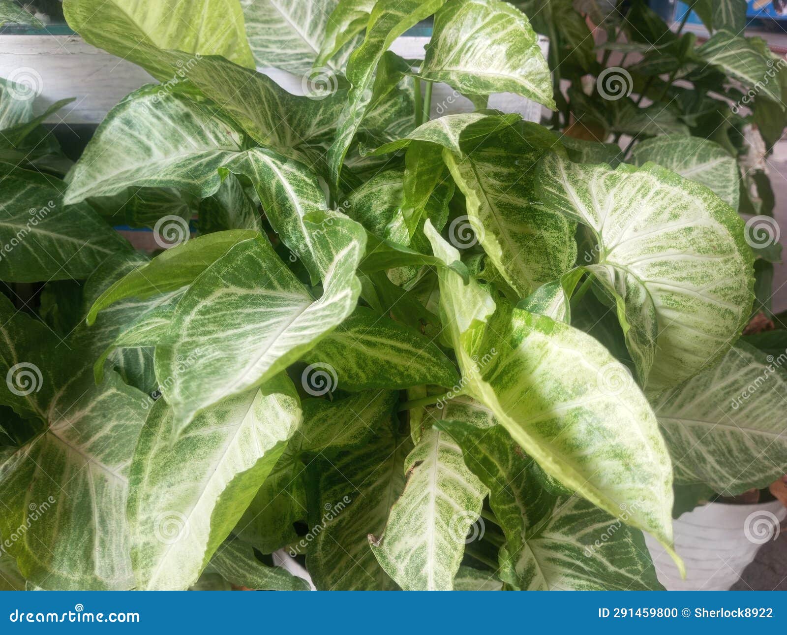 Variegata Syngonium Batik Plant in Pot Stock Photo - Image of syngonium ...