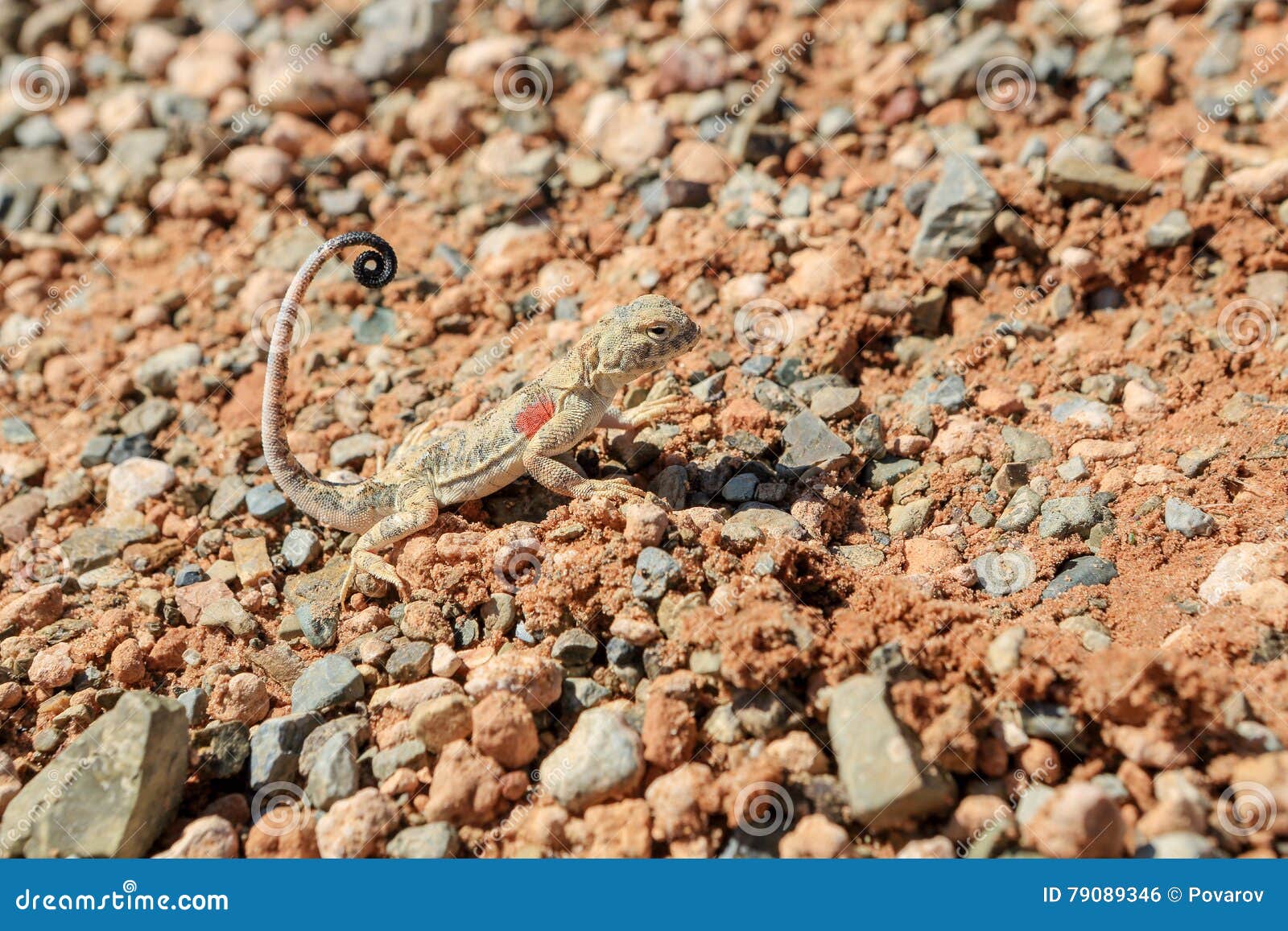 Variegated Agama of the Gobi Desert, Mongolia Stock Photo - Image of ...