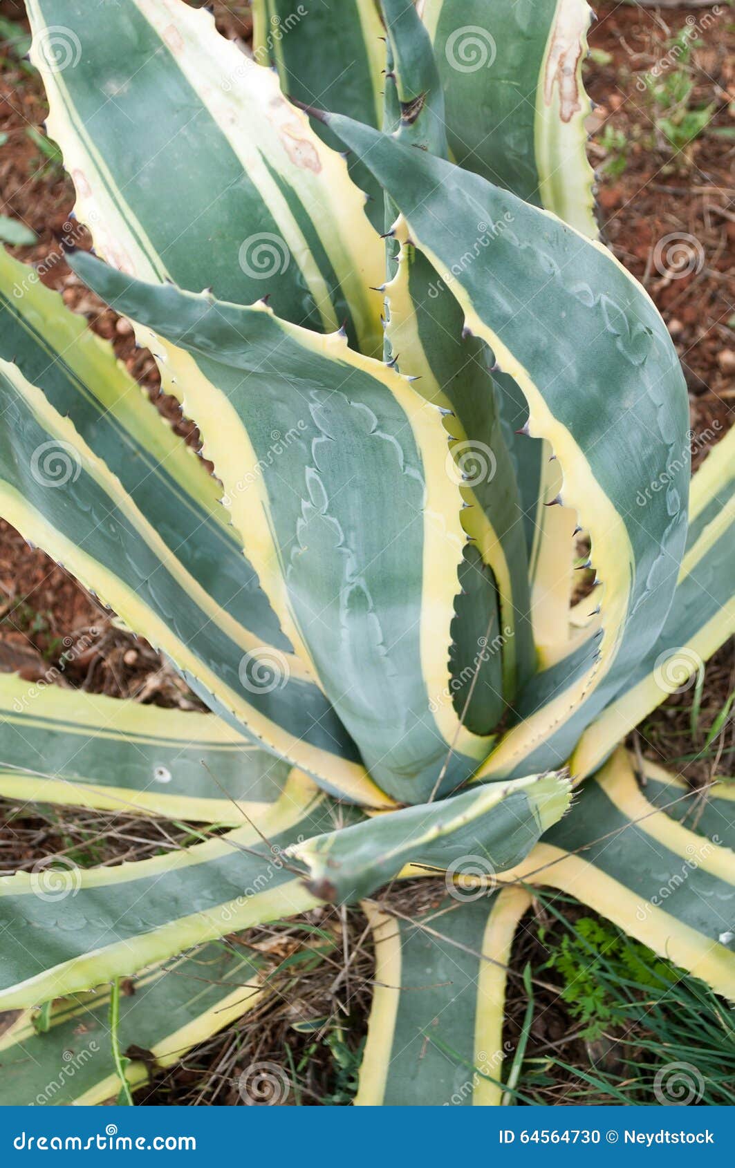 Variegated agave stock photo. Image of nature, abstract - 64564730