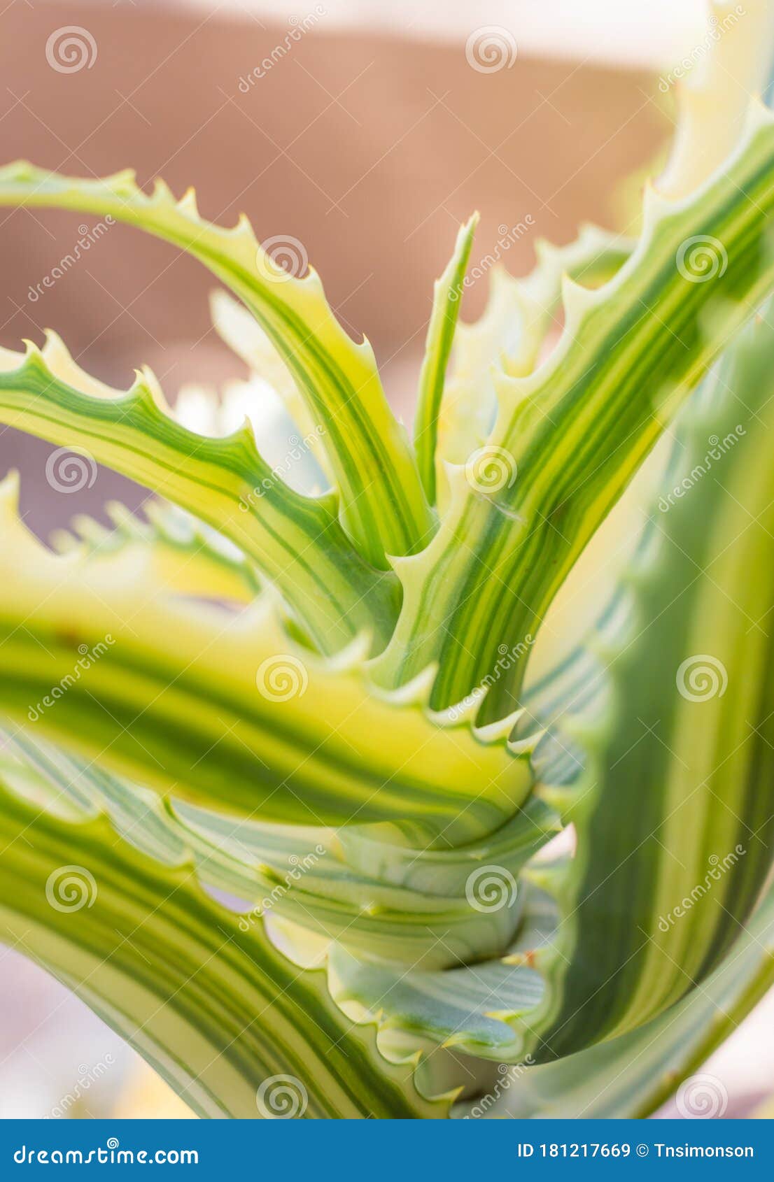 Variegated Aloe Arborescens Stock Image - Image of closeup, green ...