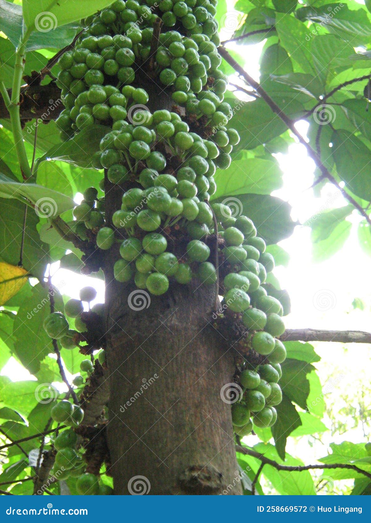 Variegated banyan stock photo. Image of flower, vegetable - 258669572