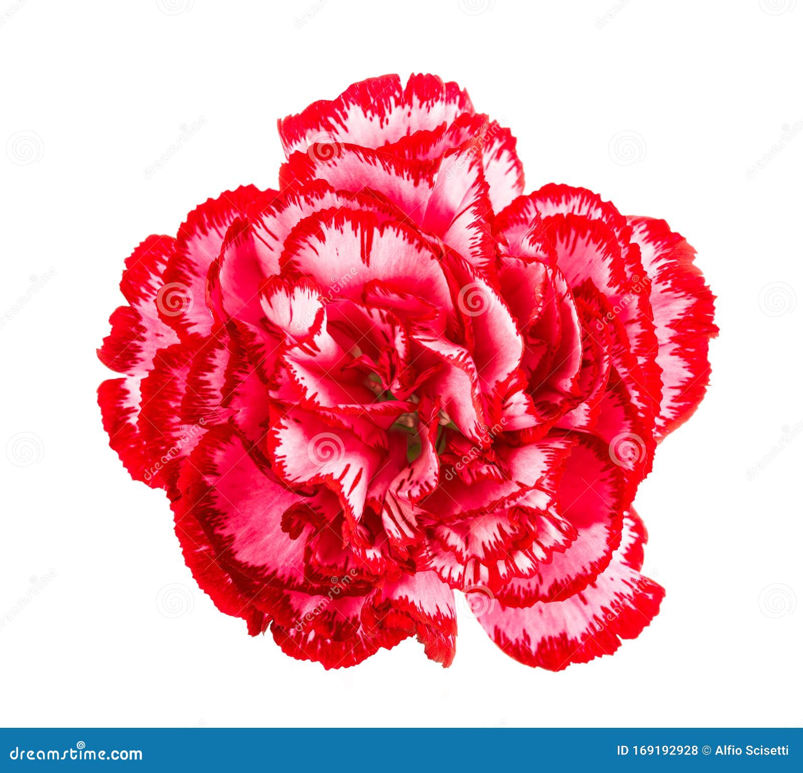 358 Variegated Carnation Stock Photos - Free & Royalty-Free Stock ...