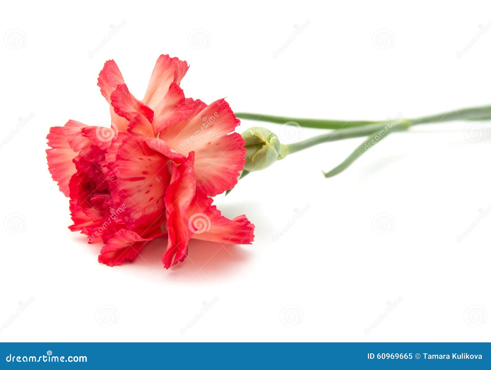 Variegated carnation stock image. Image of pretty, edged - 60969665