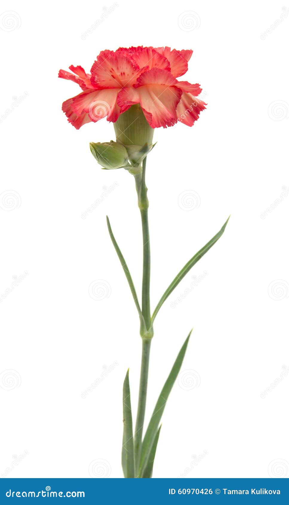 Variegated carnation stock photo. Image of perennial - 60970426