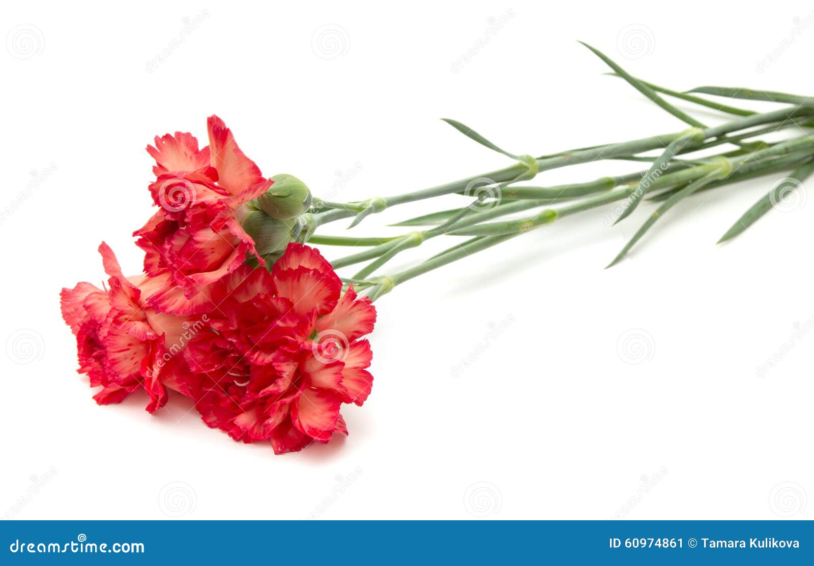 Variegated carnation stock image. Image of caryophyllus - 60974861