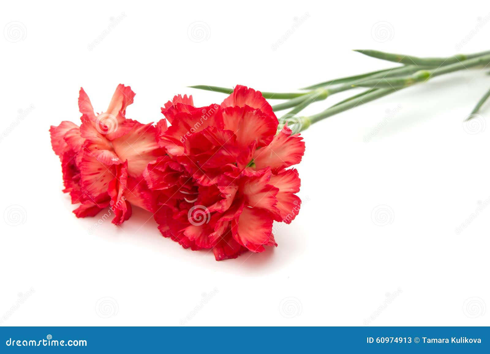 Variegated carnation stock image. Image of beautiful - 60974913