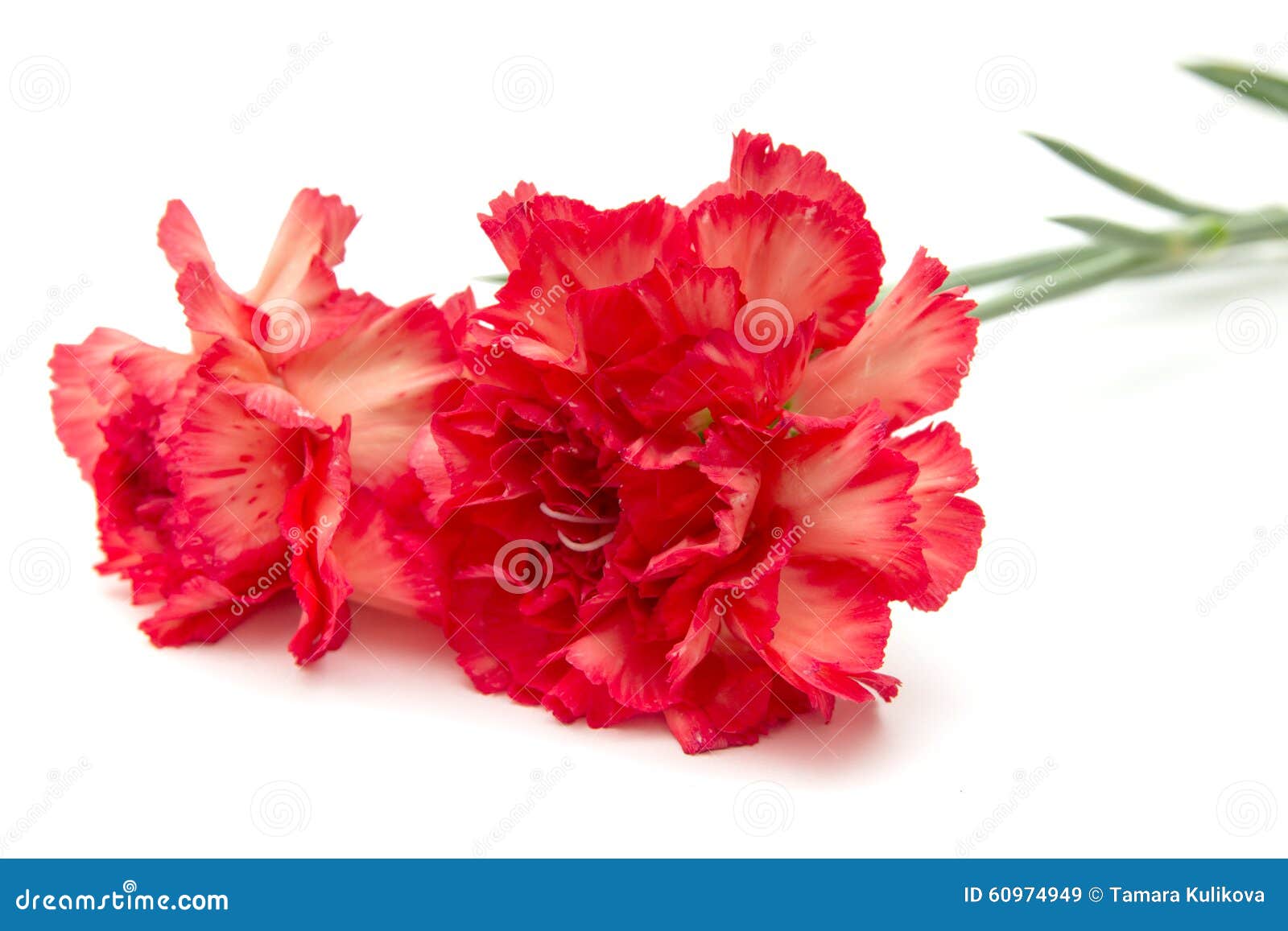 Variegated carnation stock image. Image of bright, flora - 60974949