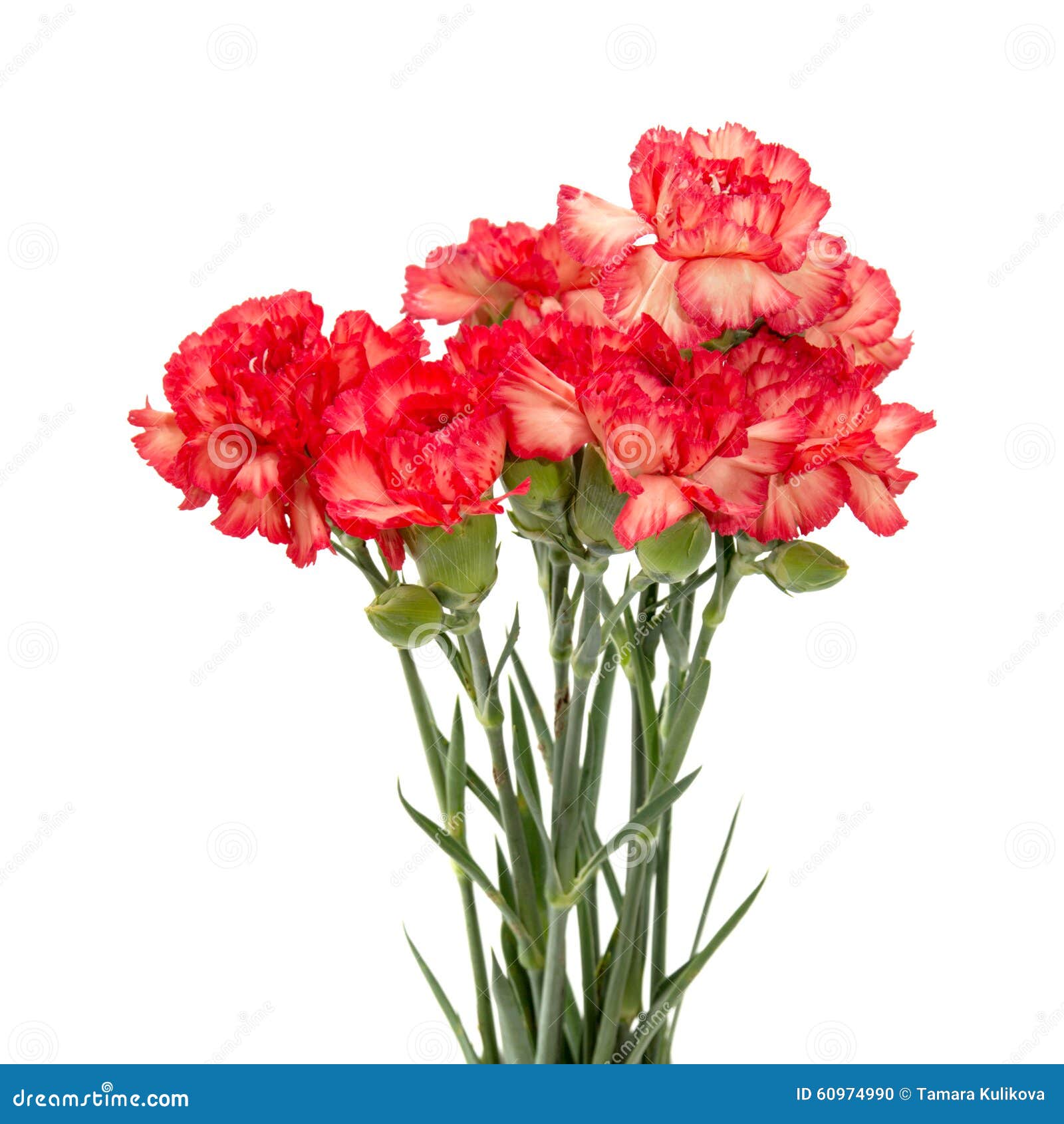 Variegated carnation stock photo. Image of plant, perennial - 60974990