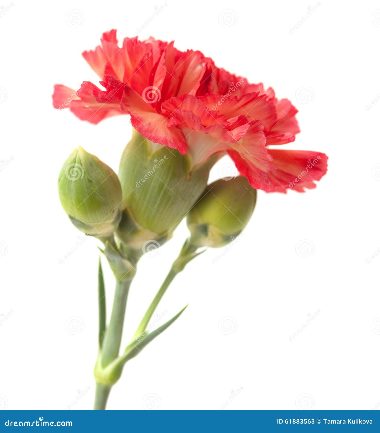 Variegated carnation stock image. Image of centers, edged - 61883563