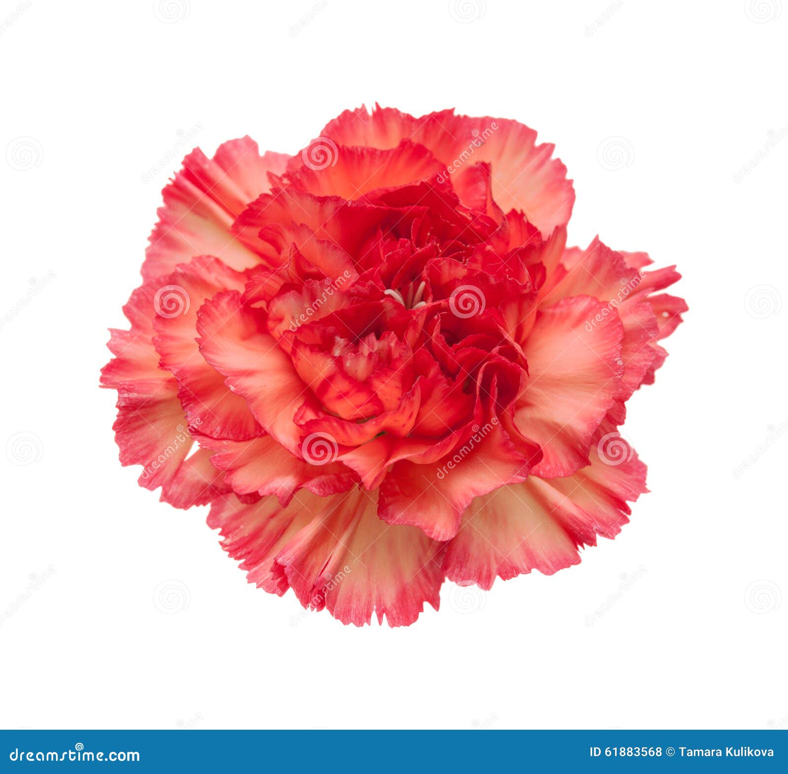 Variegated carnation stock photo. Image of cutout, edged - 61883568