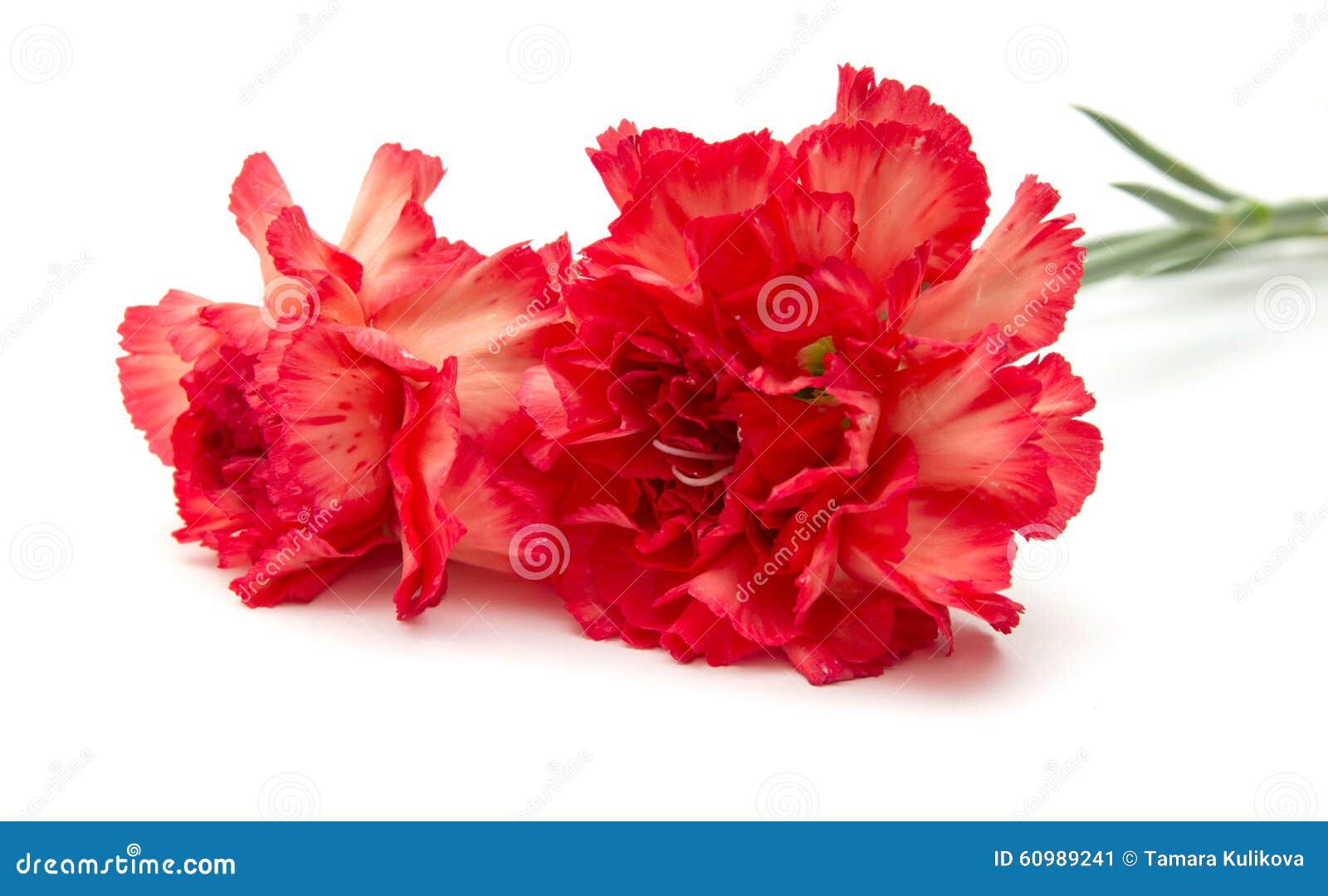 Variegated carnation stock image. Image of natural, plant - 60989241