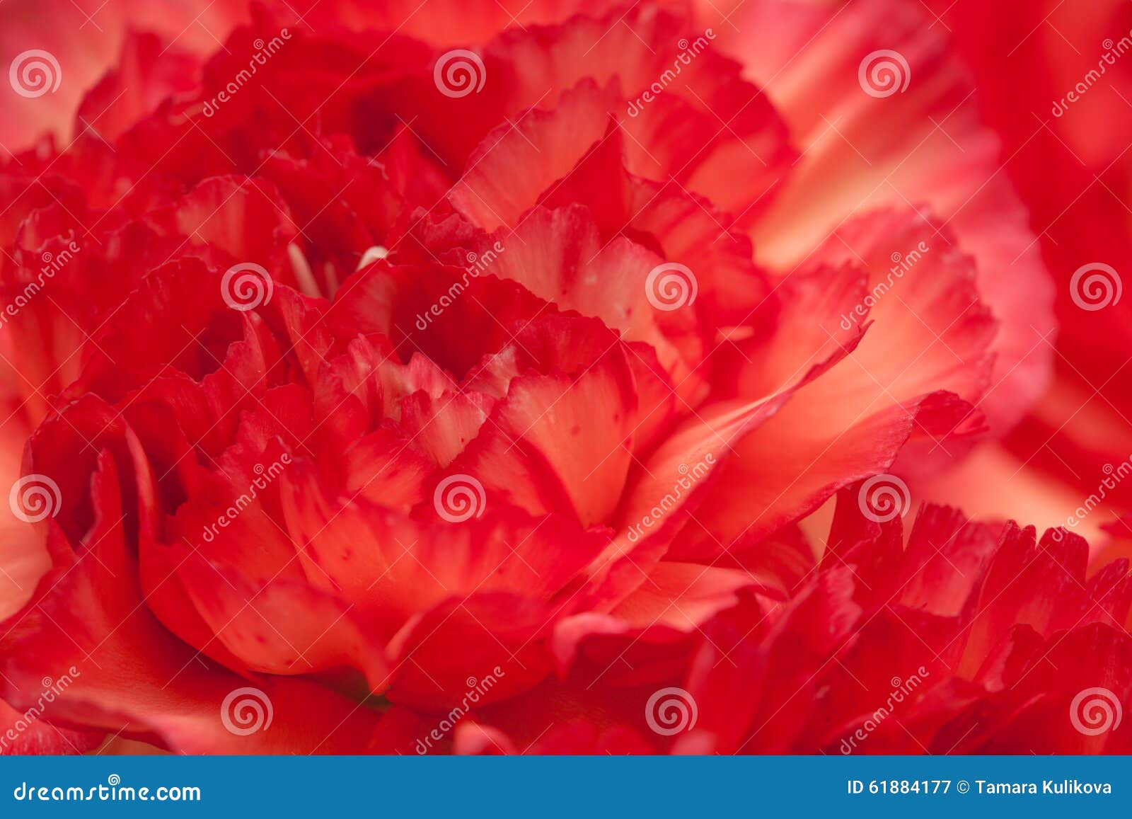 Variegated carnation stock image. Image of scented, vareigated - 61884177