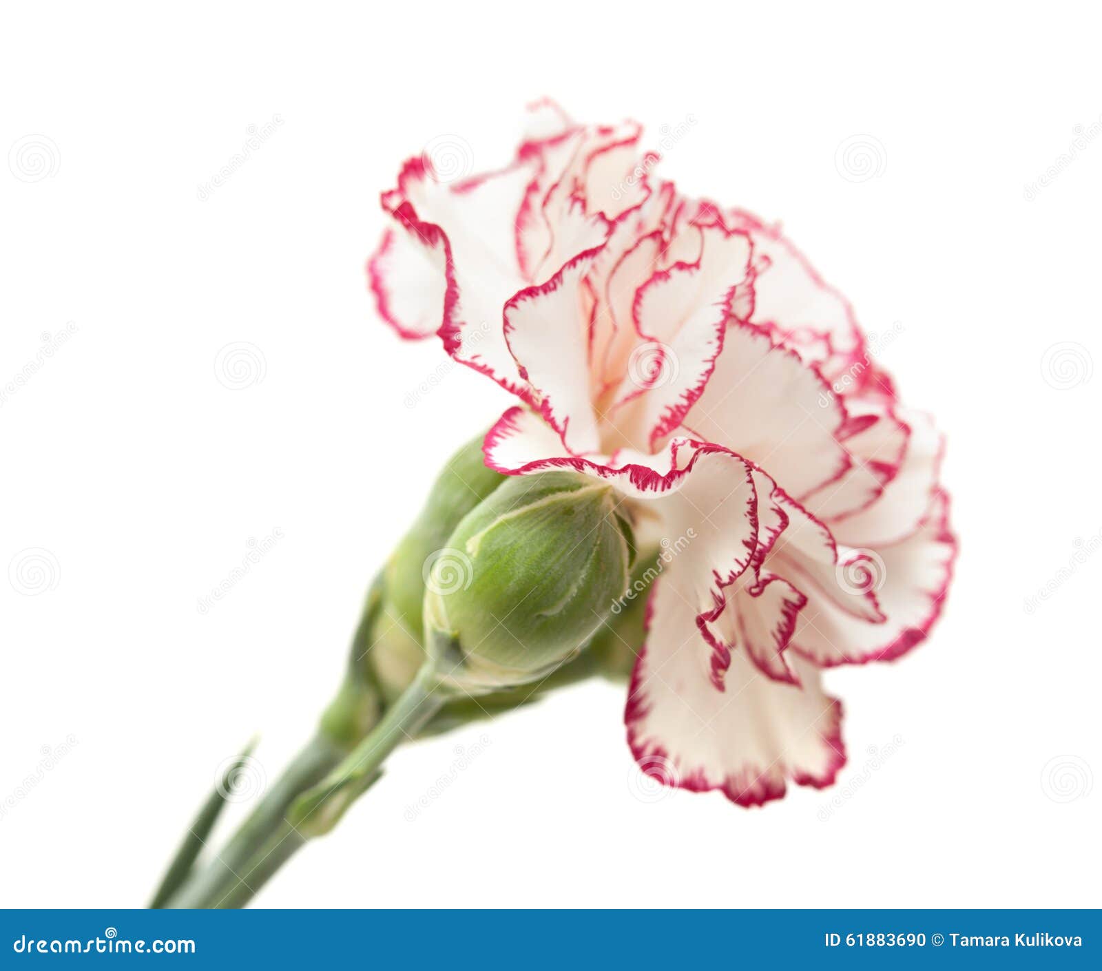 Variegated carnation stock photo. Image of centers, blooming - 61883690