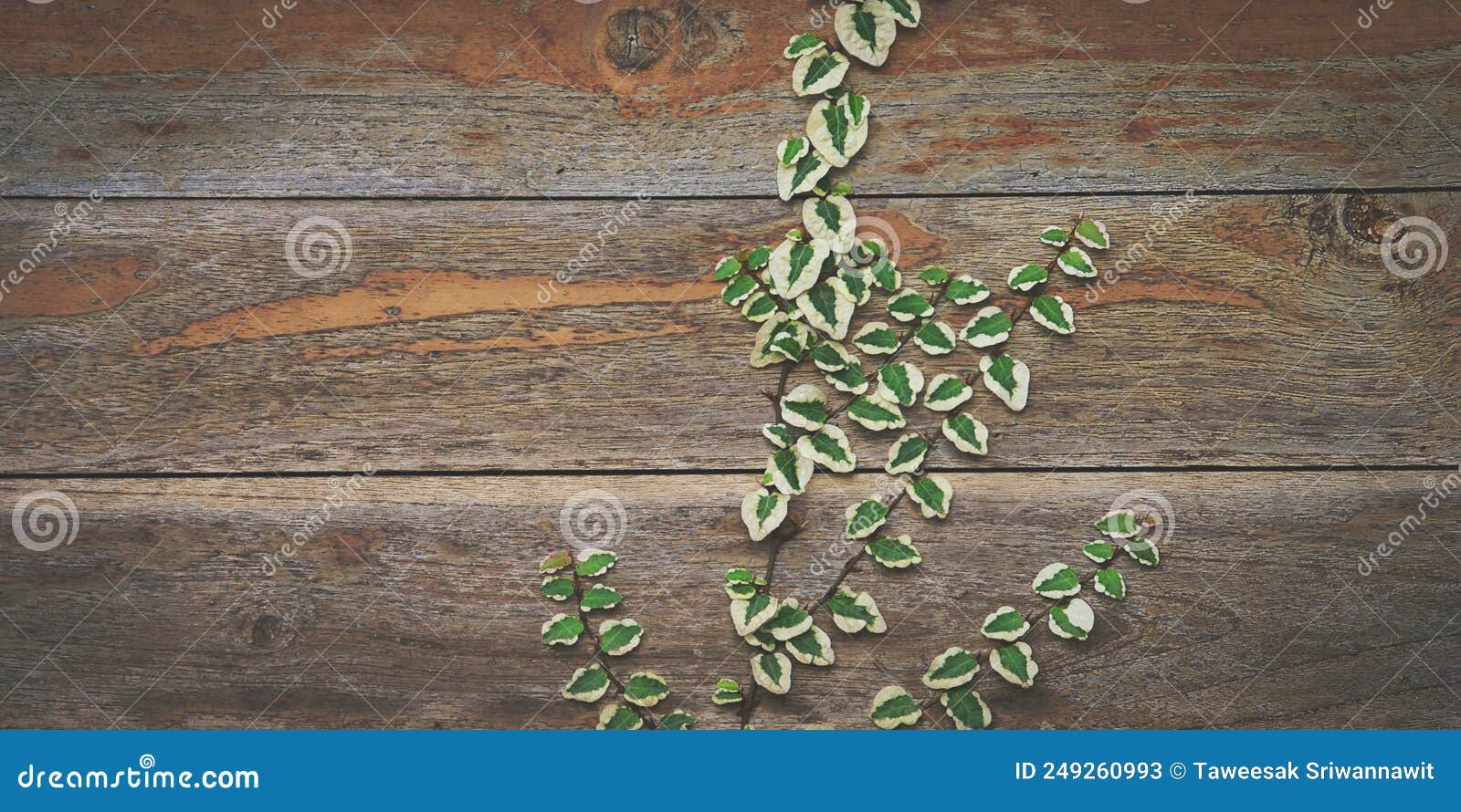Variegated Creeping Fig Growing on Weathered Wood Wall Background Stock ...