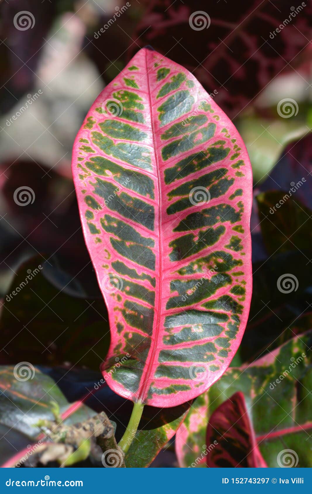 Variegated croton stock image. Image of green, spring - 152743297