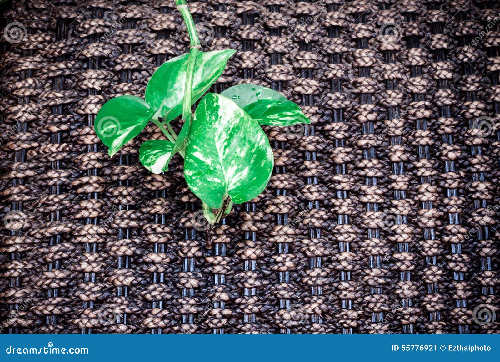Variegated Devils Ivy on Brown Handicraft Weave Texture Stock Image ...