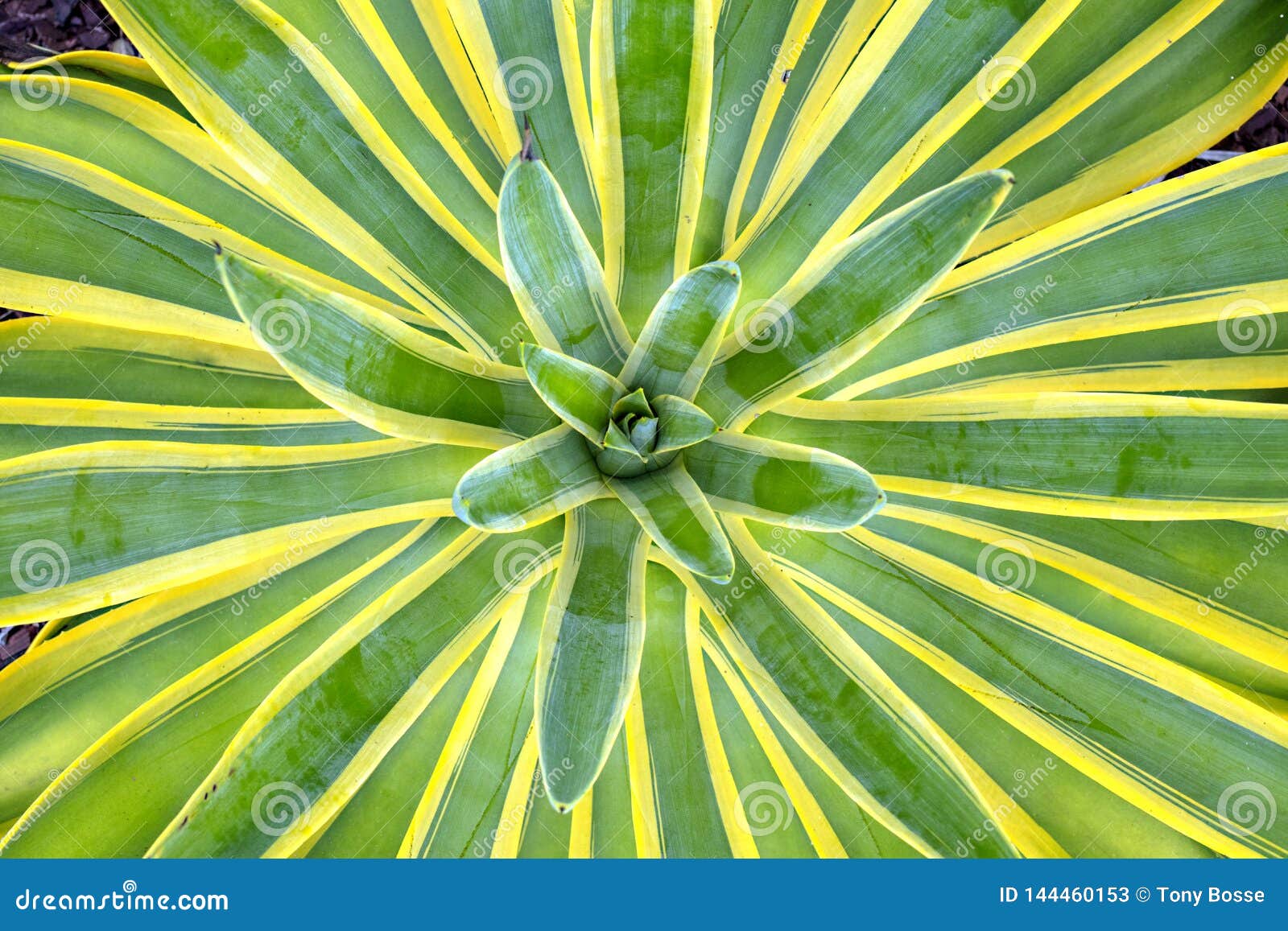 Variegated Dwarf Agave stock image. Image of flower - 144460153