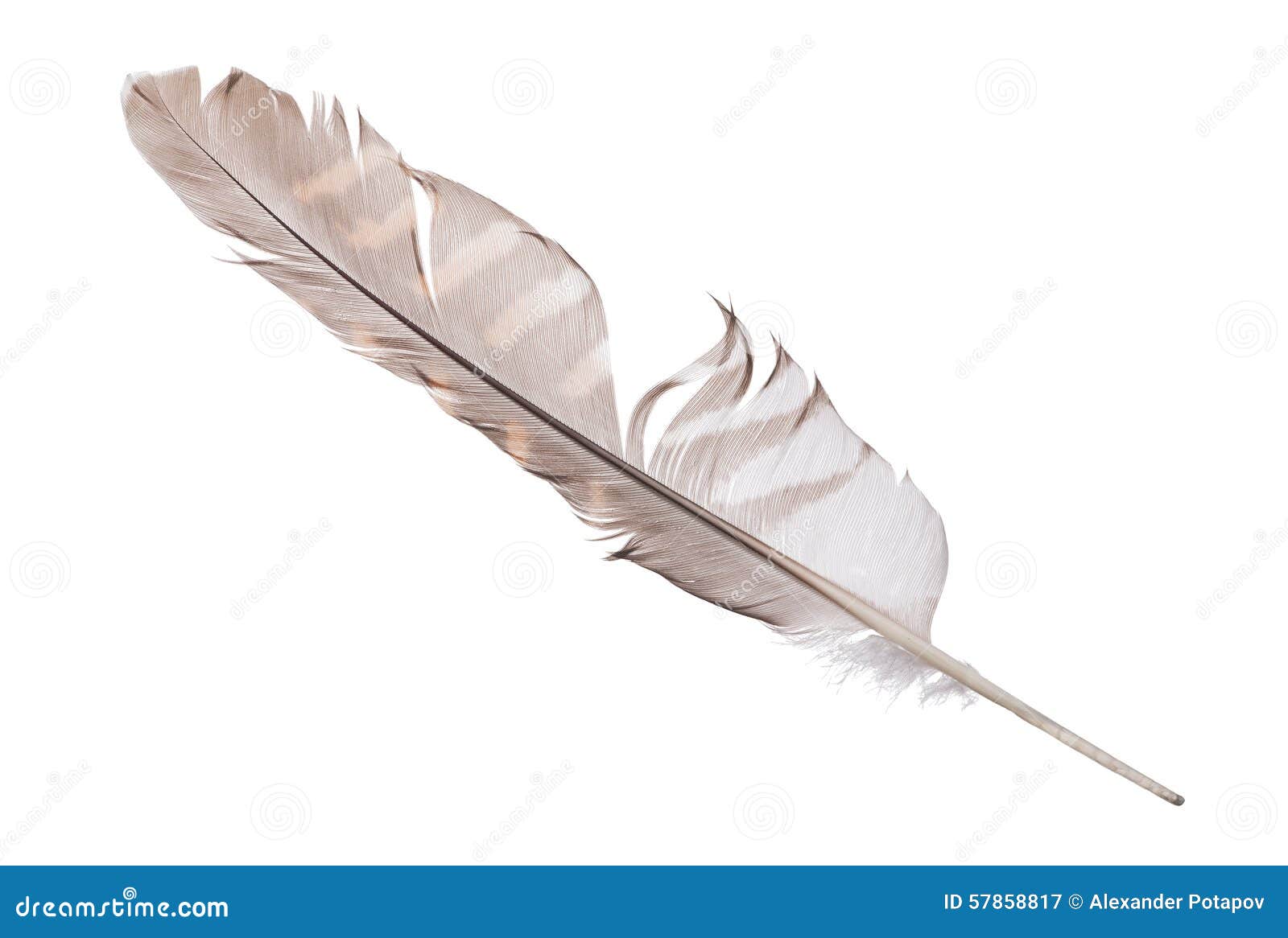 Variegated Falcon Feather Isolated On White Stock Photo - Image: 57858817
