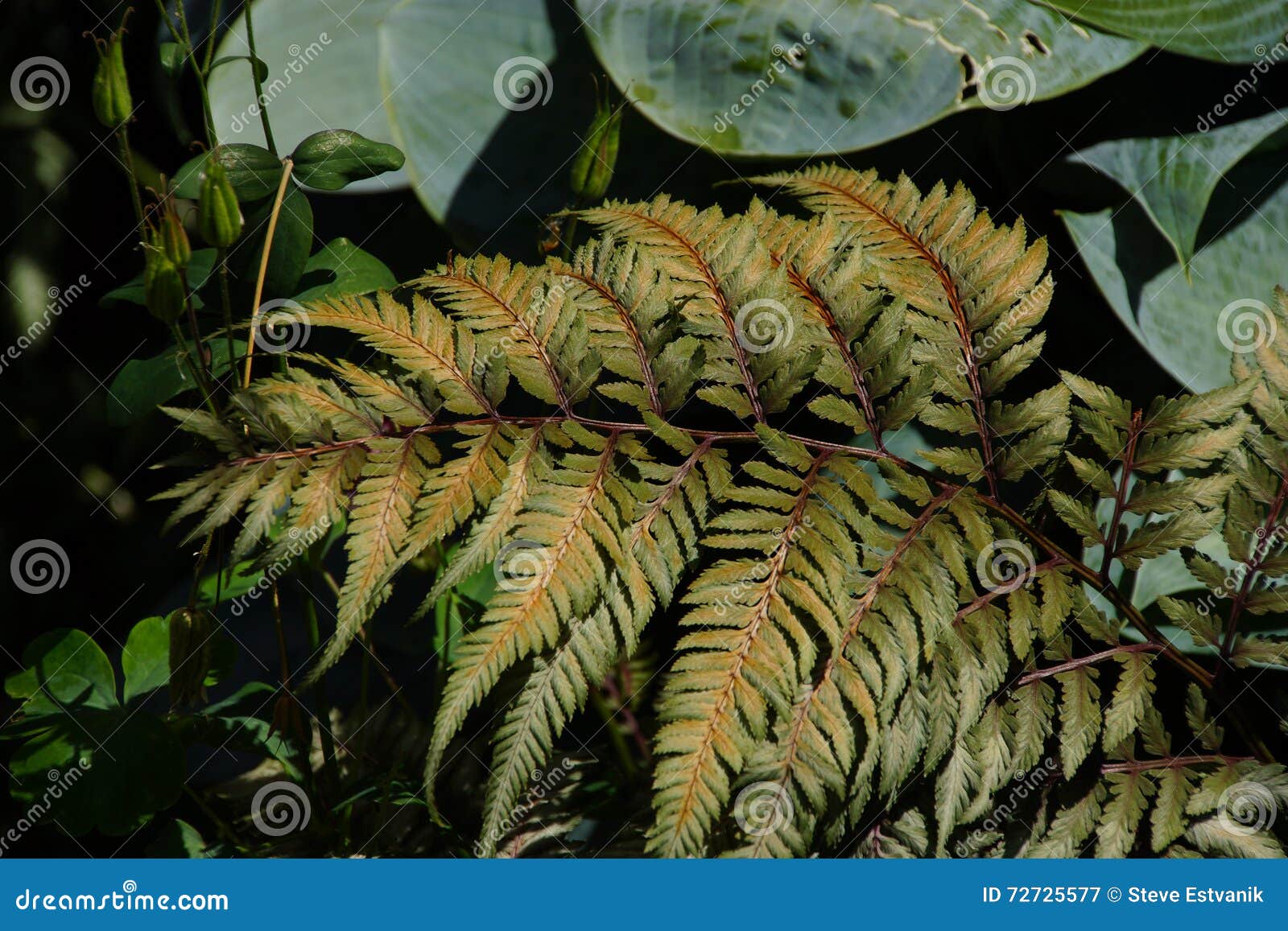 Variegated fern stock image. Image of plant, leaf, fern - 72725577