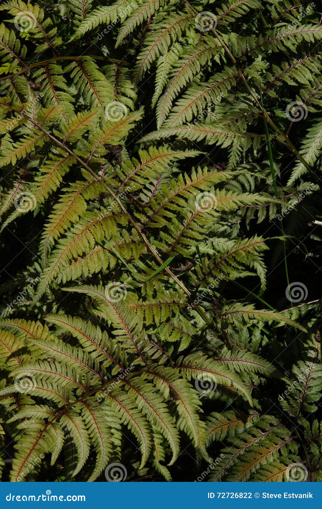 Variegated fern stock photo. Image of multicolor, brown - 72726822