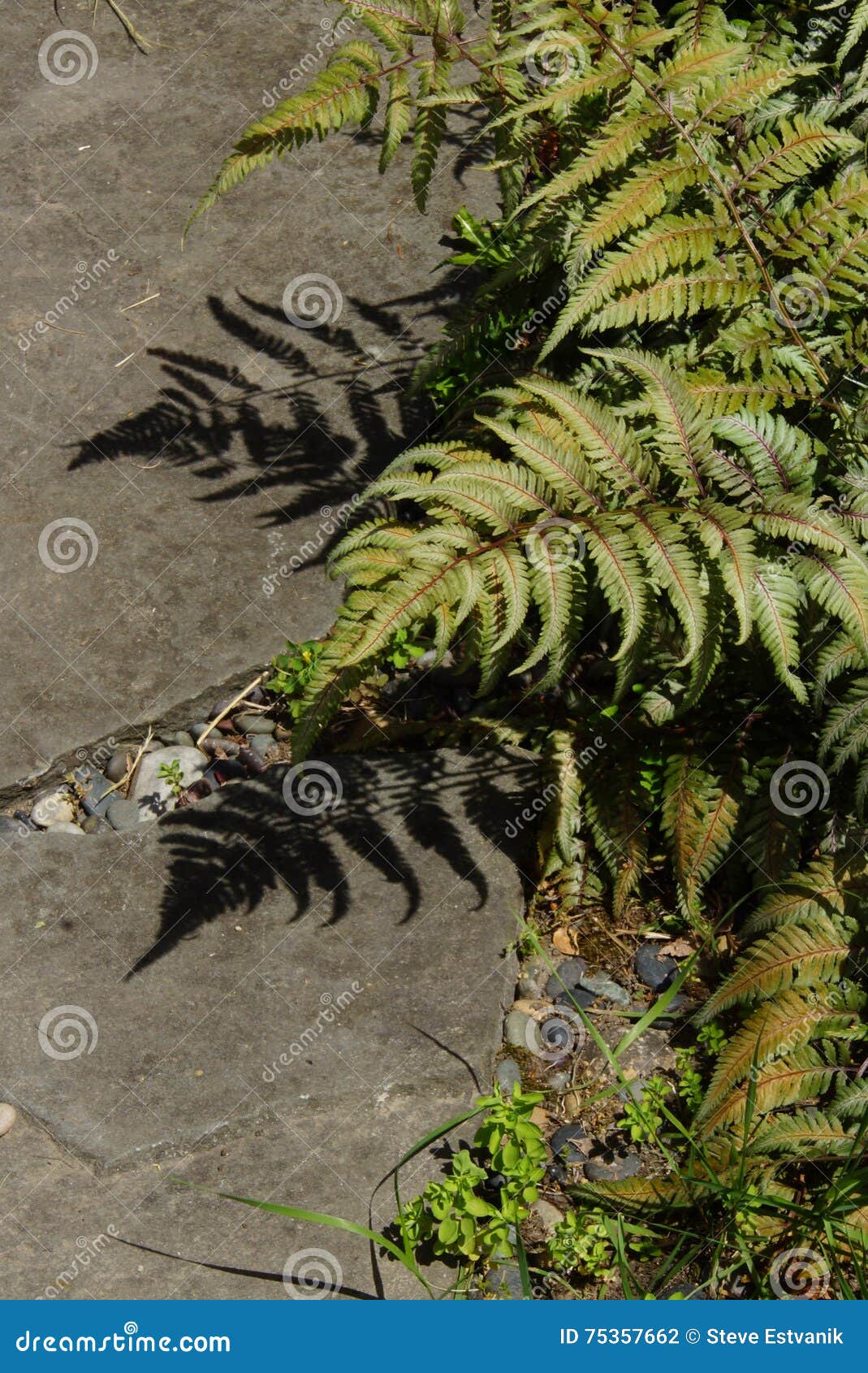 Variegated fern stock photo. Image of garden, brown, variegated - 75357662