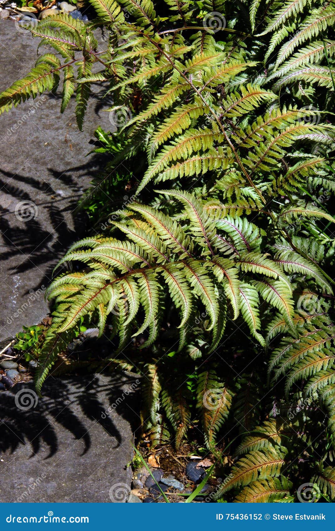 Variegated fern stock photo. Image of fern, variegated - 75436152