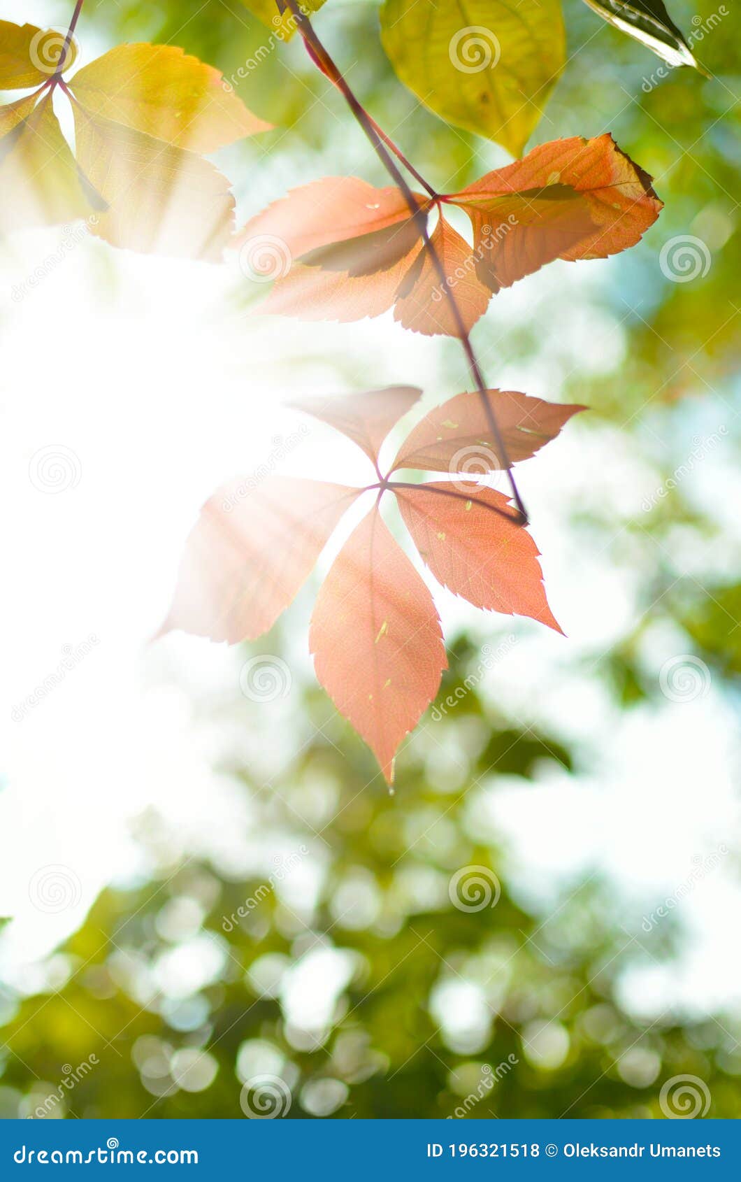 Variegated Foliage on Trees in Autumn in the Forest Stock Photo - Image ...