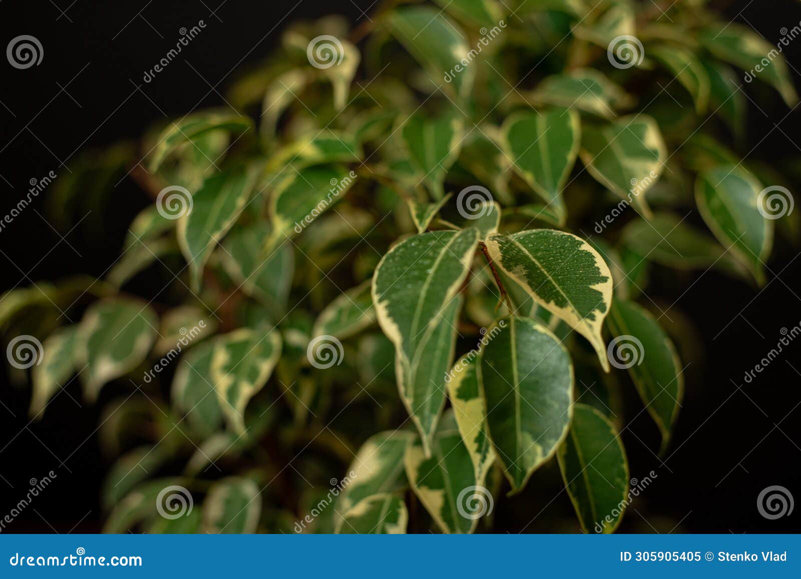 Variegated Foliage of a Weeping Fig. Ficus Benjamina Stock Image ...
