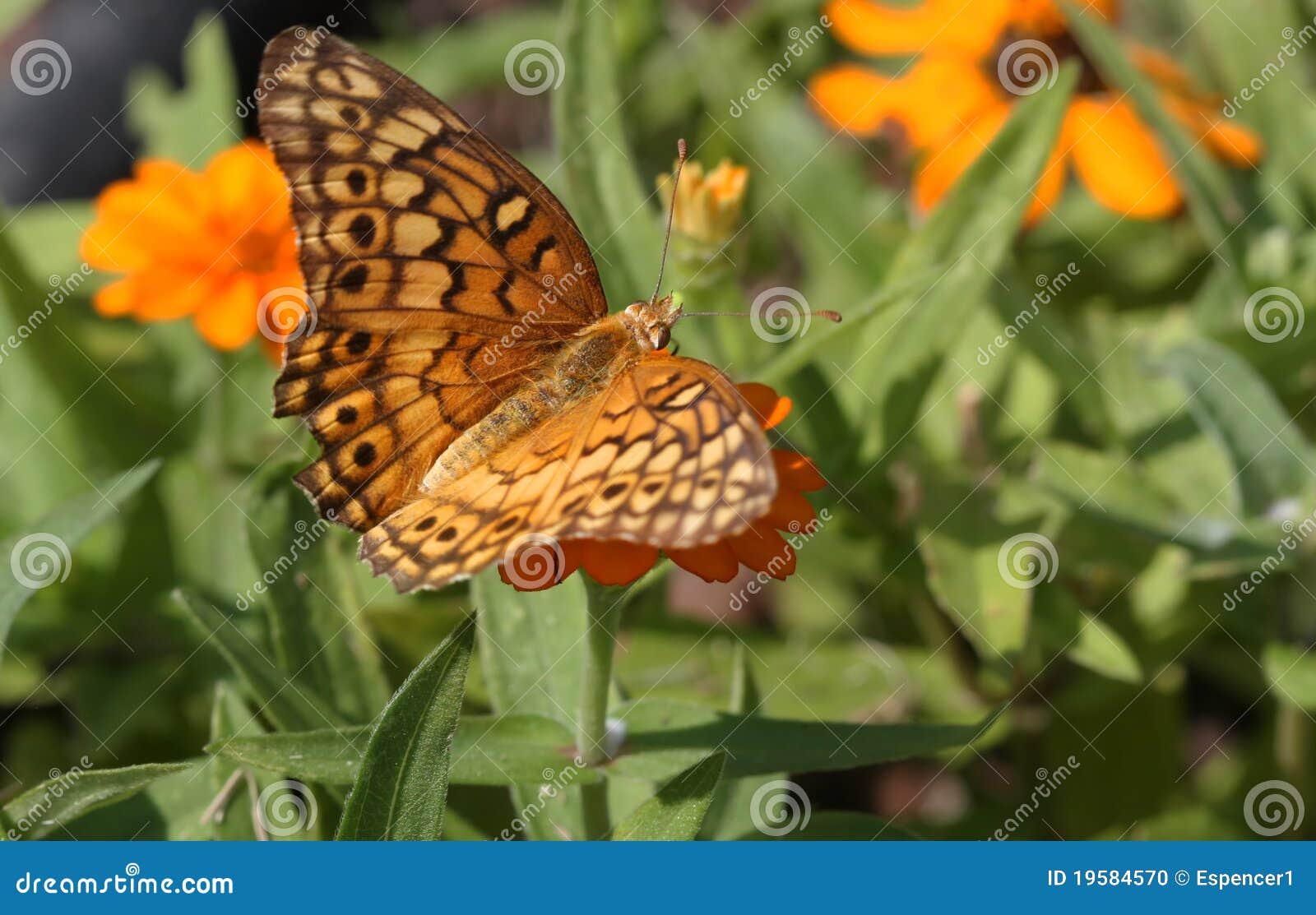 842 Variegated Butterfly Stock Photos - Free & Royalty-Free Stock ...