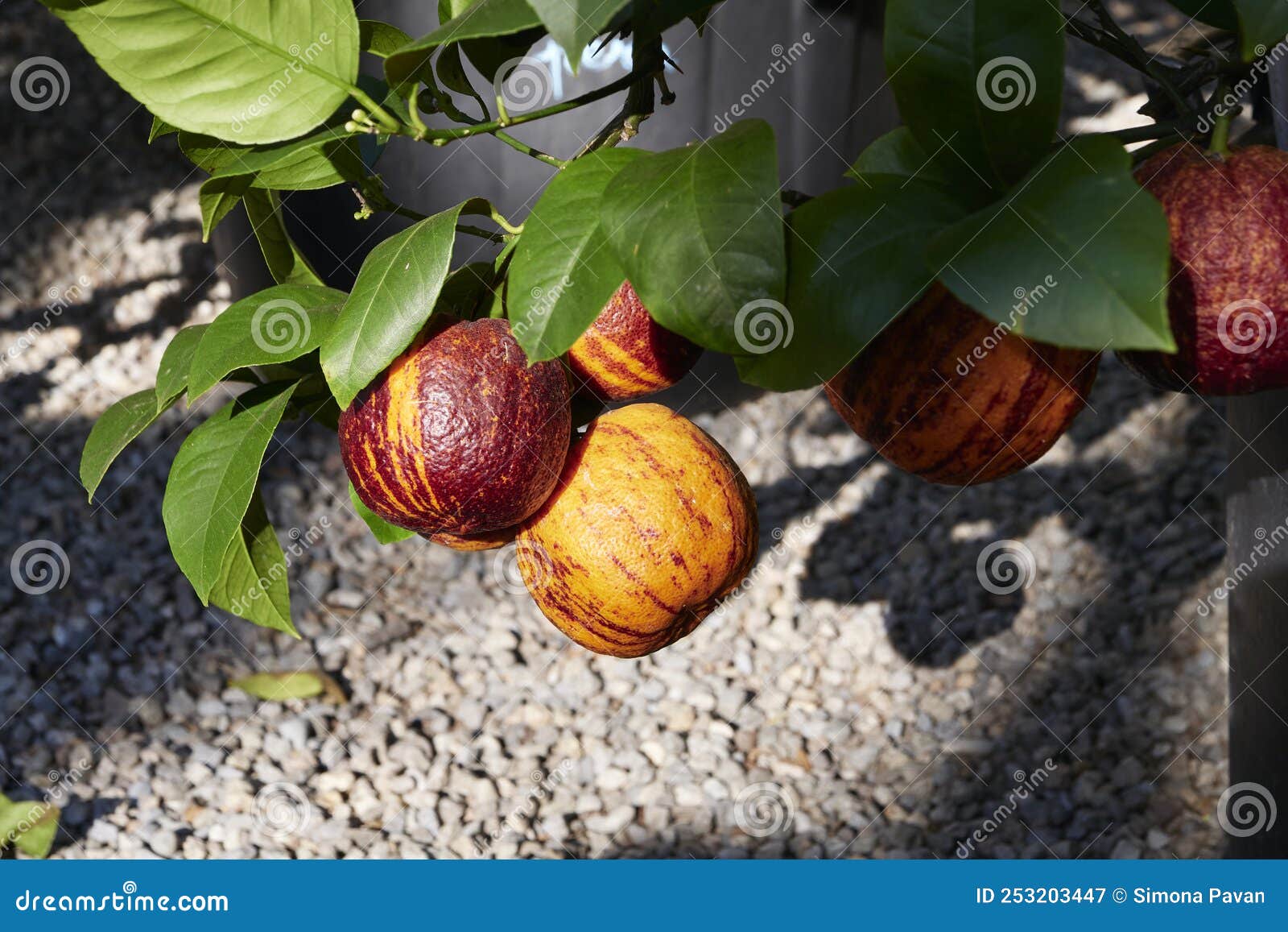 Citrus Arcobal Red and Orange Fruit Stock Image - Image of food ...