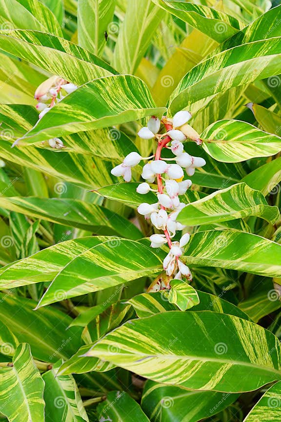 Variegated Ginger stock image. Image of foliage, leaves - 53525161