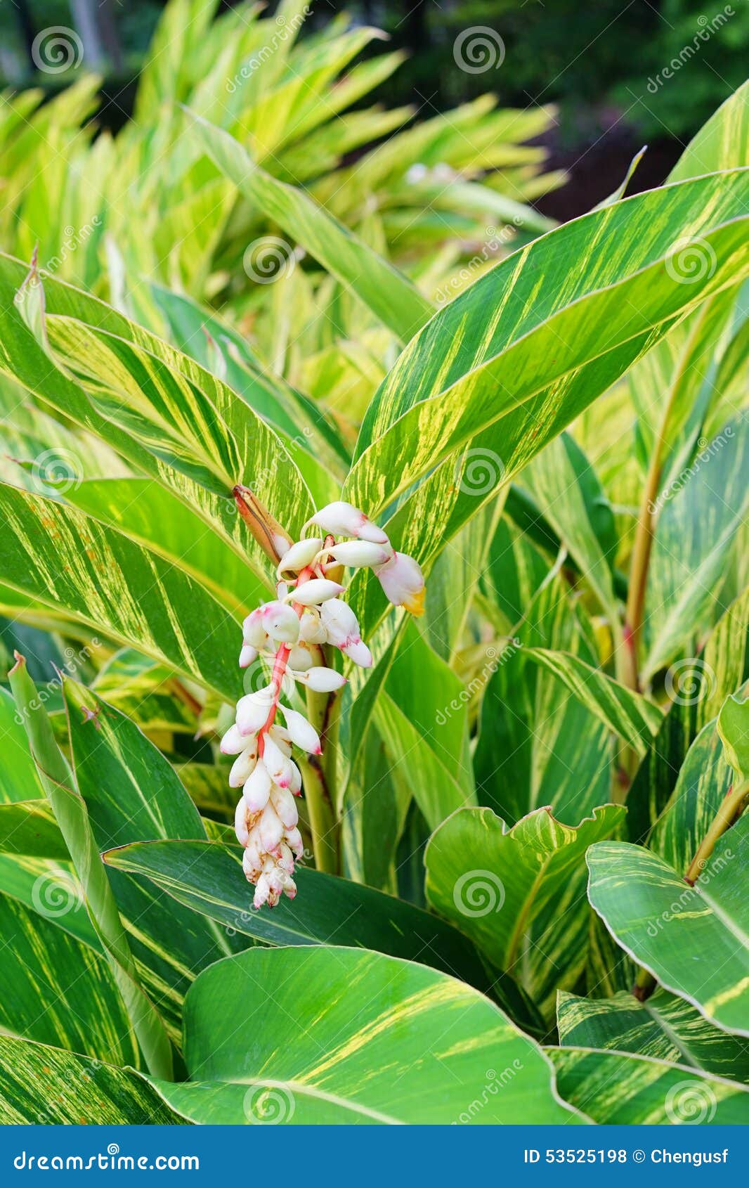 Variegated Ginger stock photo. Image of exotic, climate - 53525198
