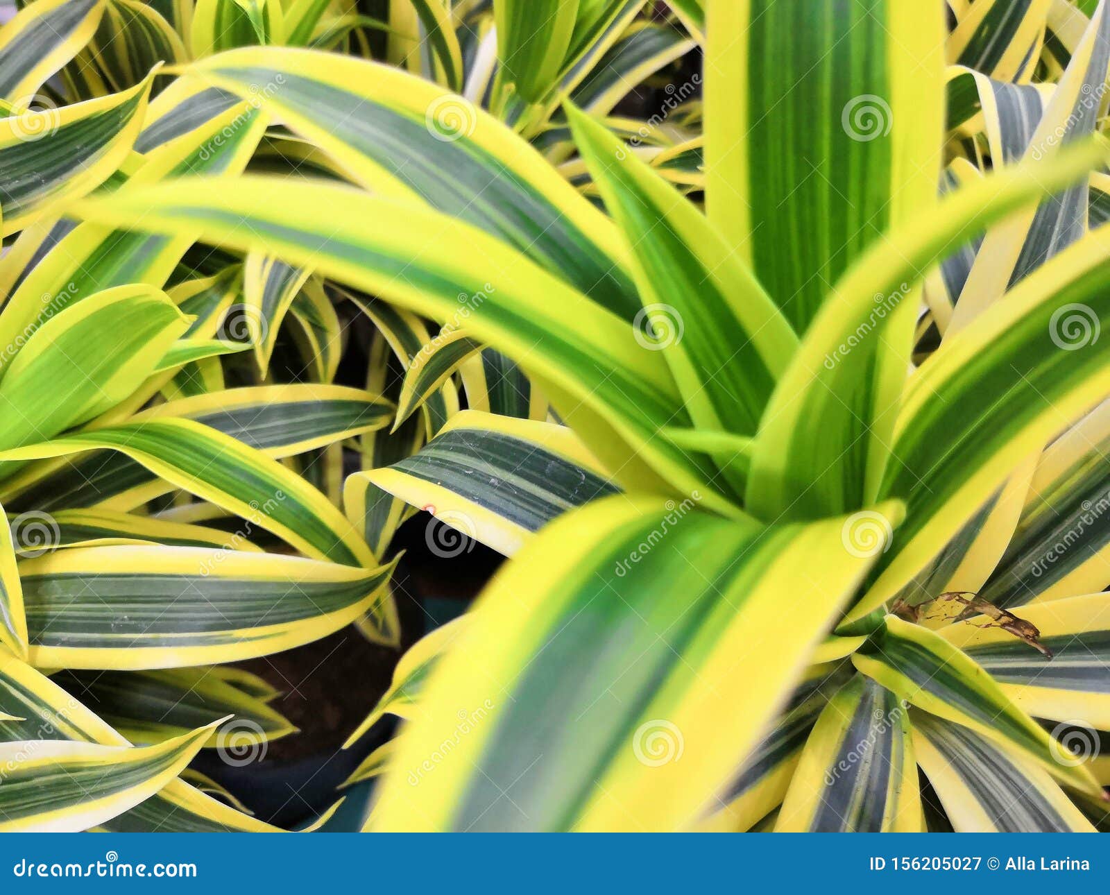 Variegated Green Yellow with White Beautiful Leaves Tropical Dracaena Plants Background Stock Image Image of leaves indoor 156205027
