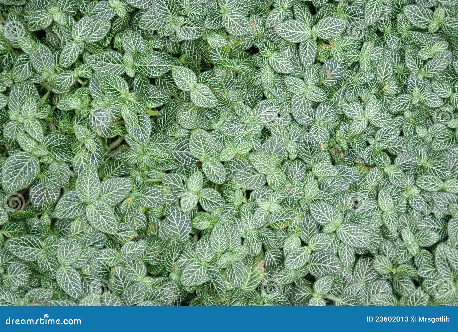 Variegated Ground Cover stock image. Image of lush, ground - 23602013