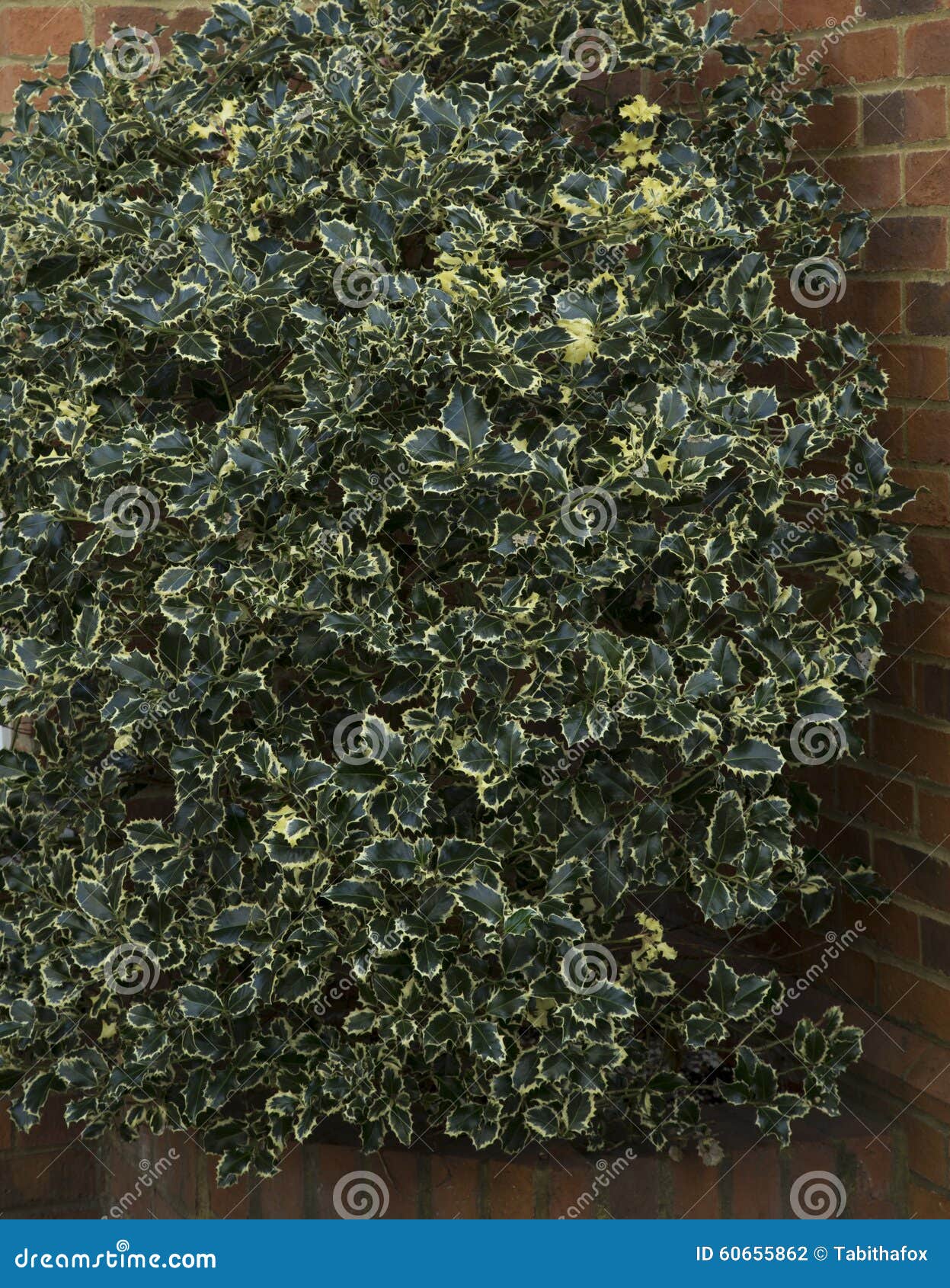 Variegated holly bush stock photo. Image of nature, evergreen - 60655862
