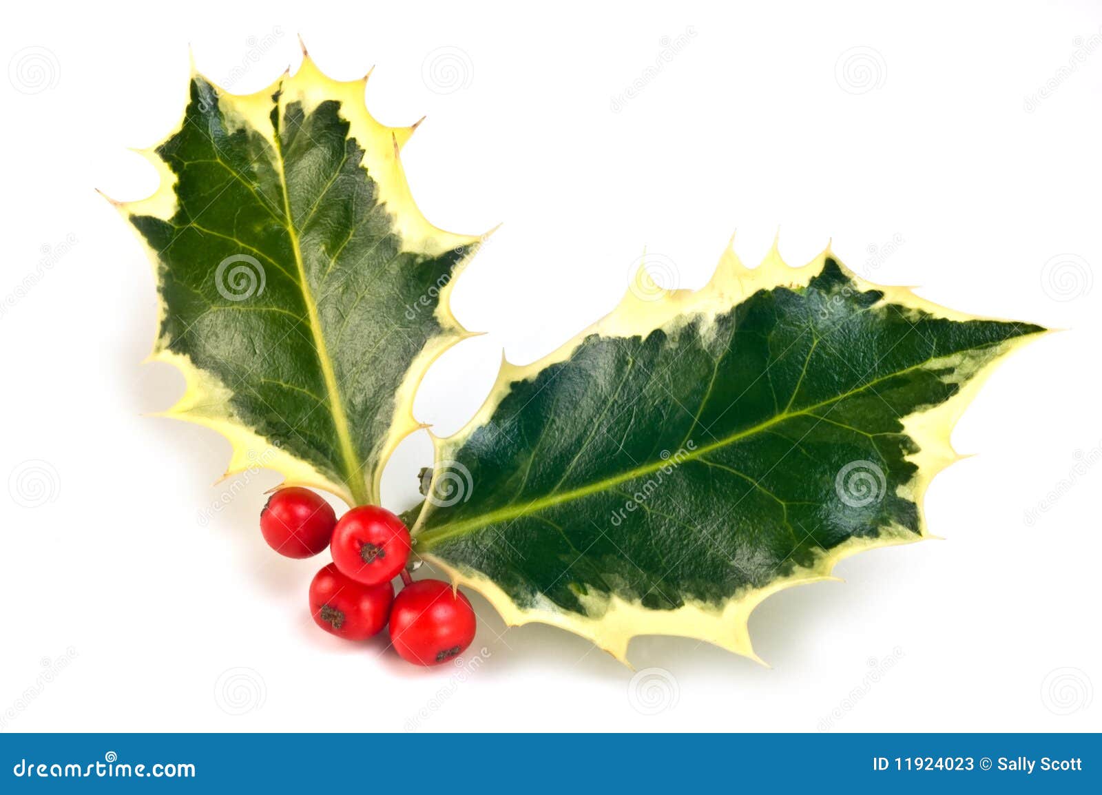 Variegated holly sprig stock image. Image of glossy, sprig - 11924023