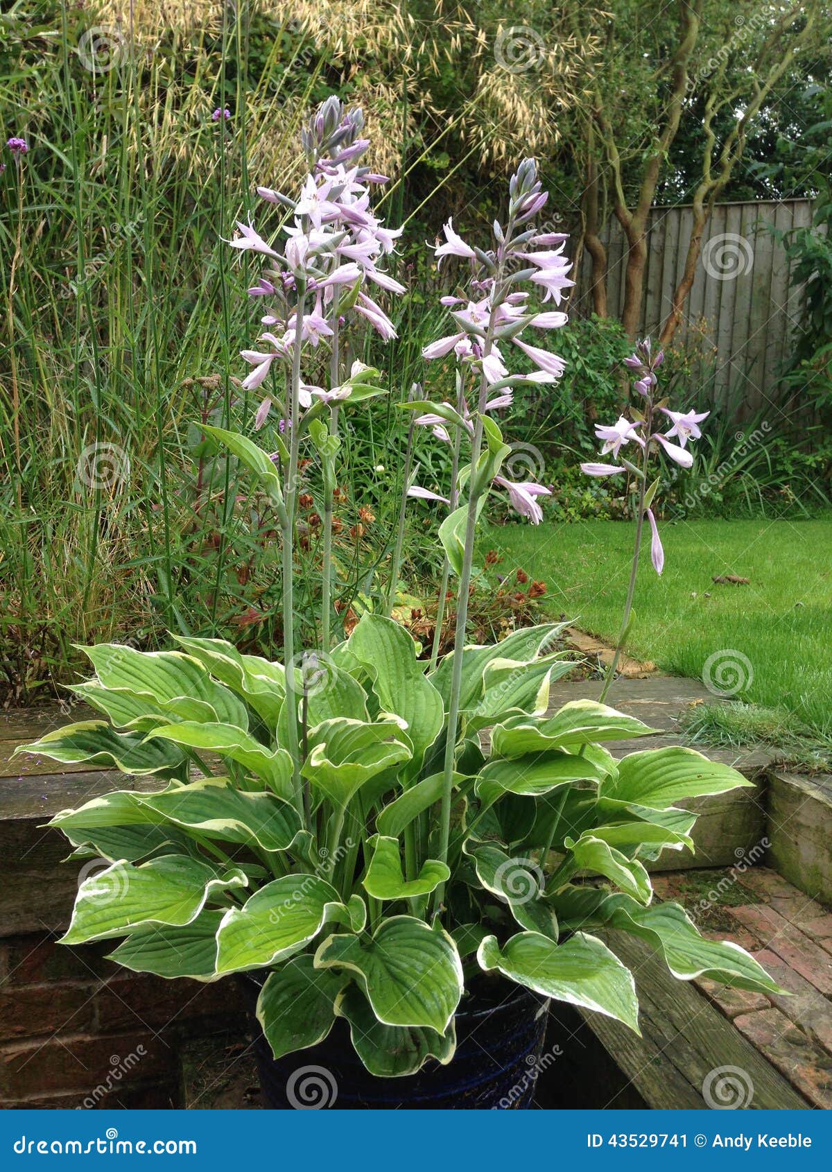 Variegated Hosta in bloom stock image. Image of flower - 43529741 Variegated Hosta in bloom stock image. Image of flower - 43529741