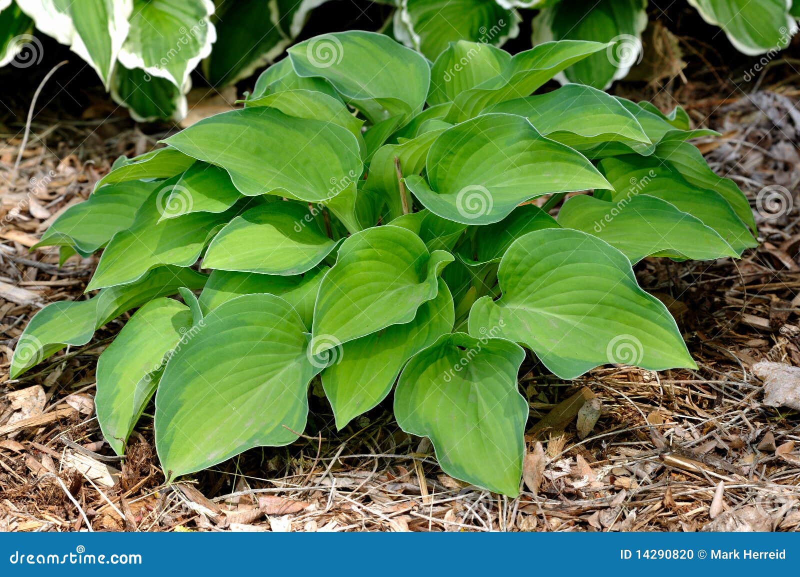 Variegated Hosta Plant stock photo. Image of springtime - 14290820